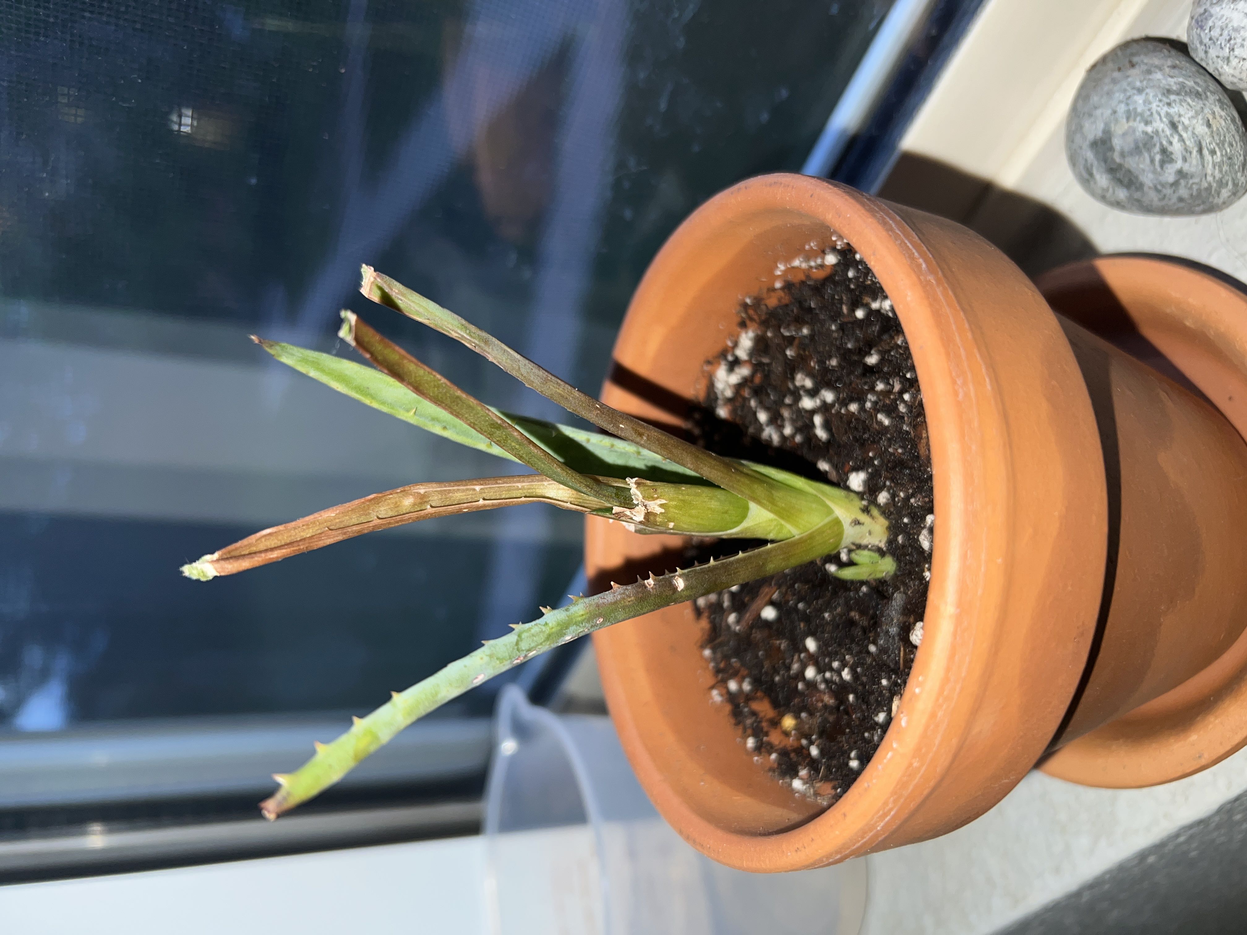 🌵 Where Can Aloe vera Grow? Zones 8a-11b