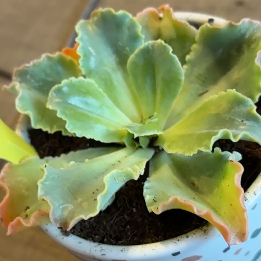 Crinoline ruffles Plant Care: Water, Light, Nutrients | Greg App 🌱