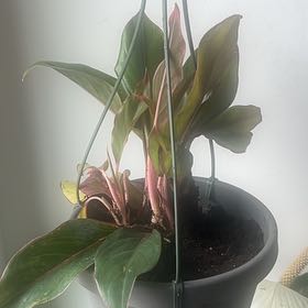 Gregarious | A plant by @KineticTorgrass on Greg