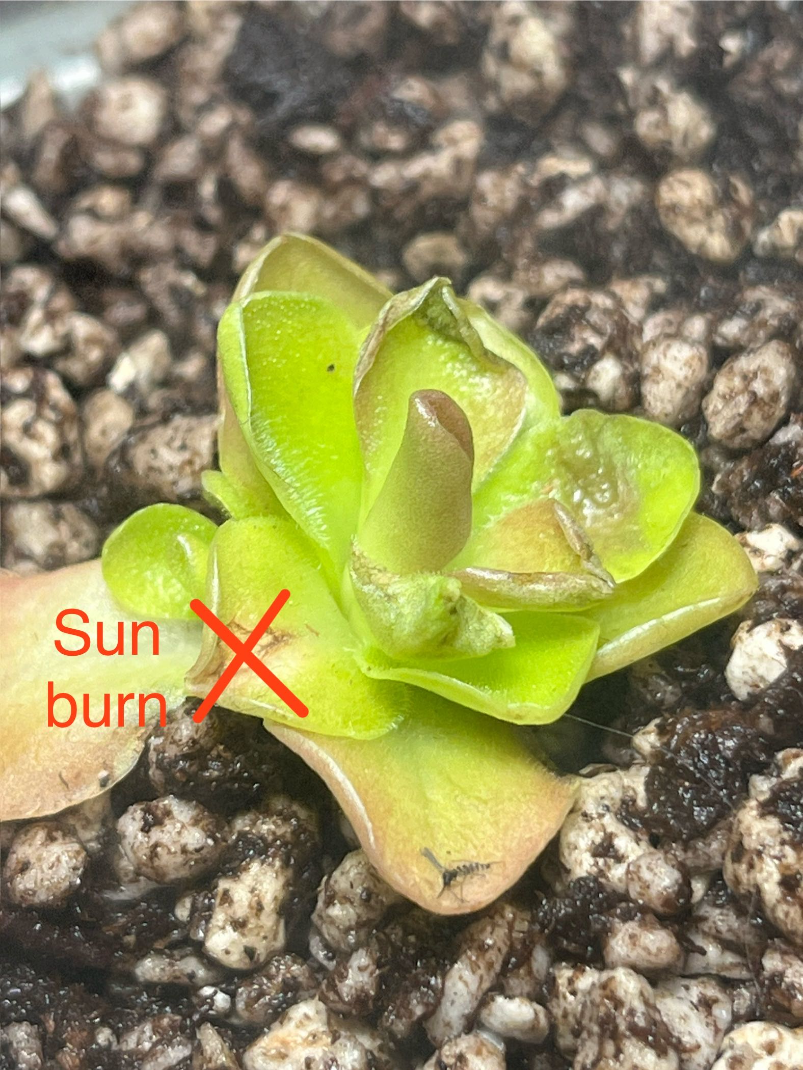 Please!!what’s happening to my pinguicula plant 😔?