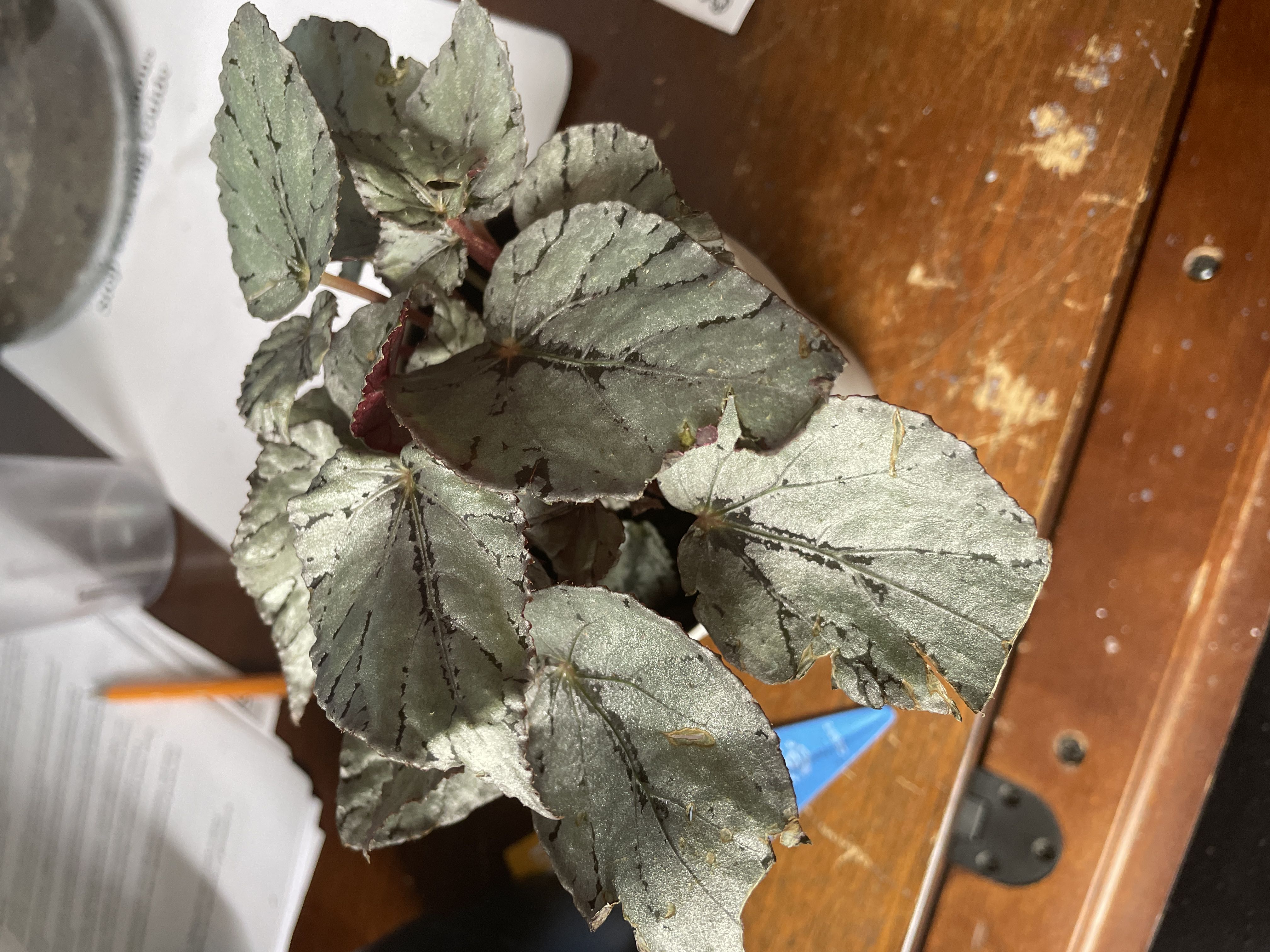 8 Key Phases of Angel Wing Begonia 'Rosea' Development 👼