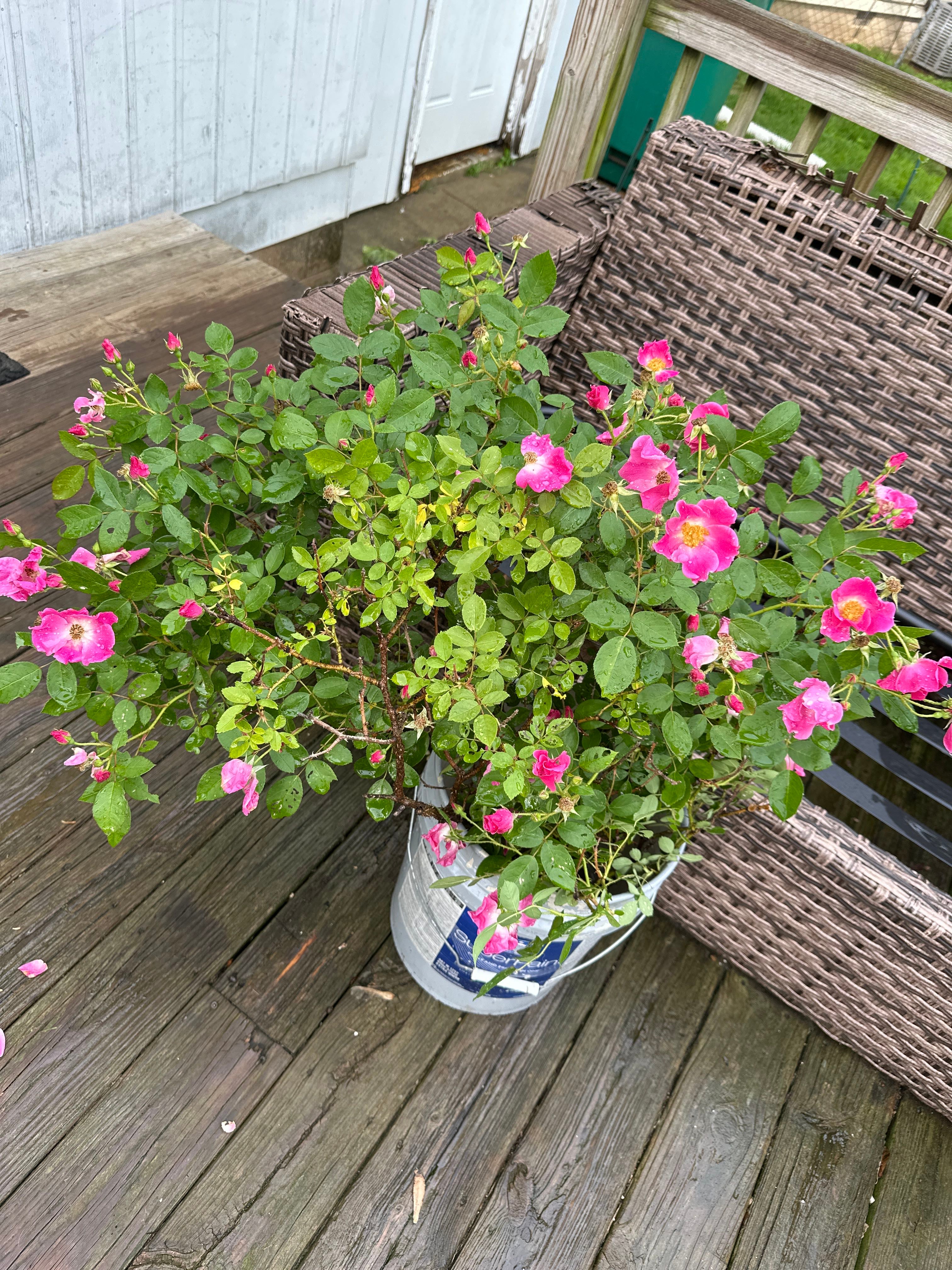 🌹 All About Your Roses's Roots