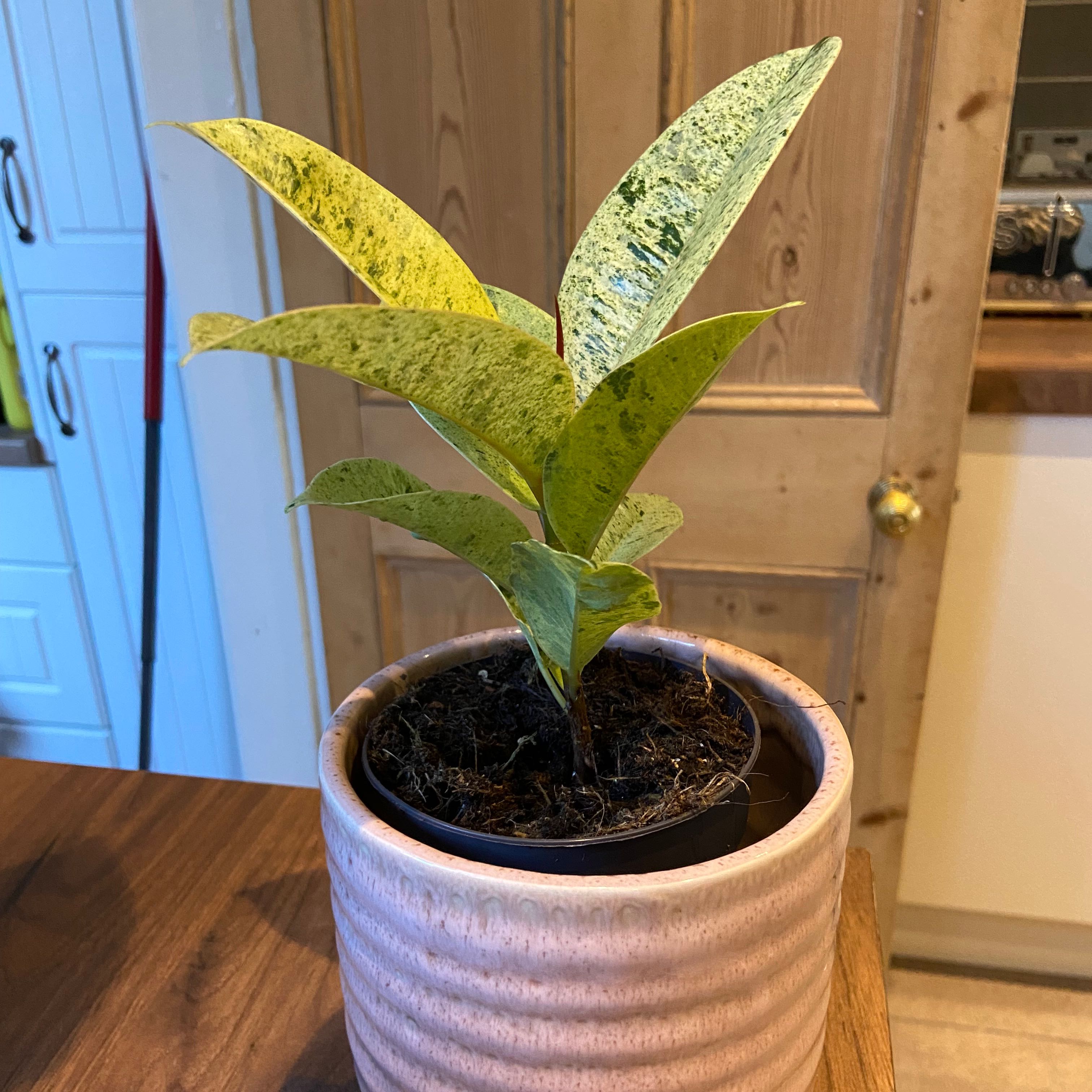 Why Does My Ficus elastica 'Shivereana' Have Yellow Leaves?