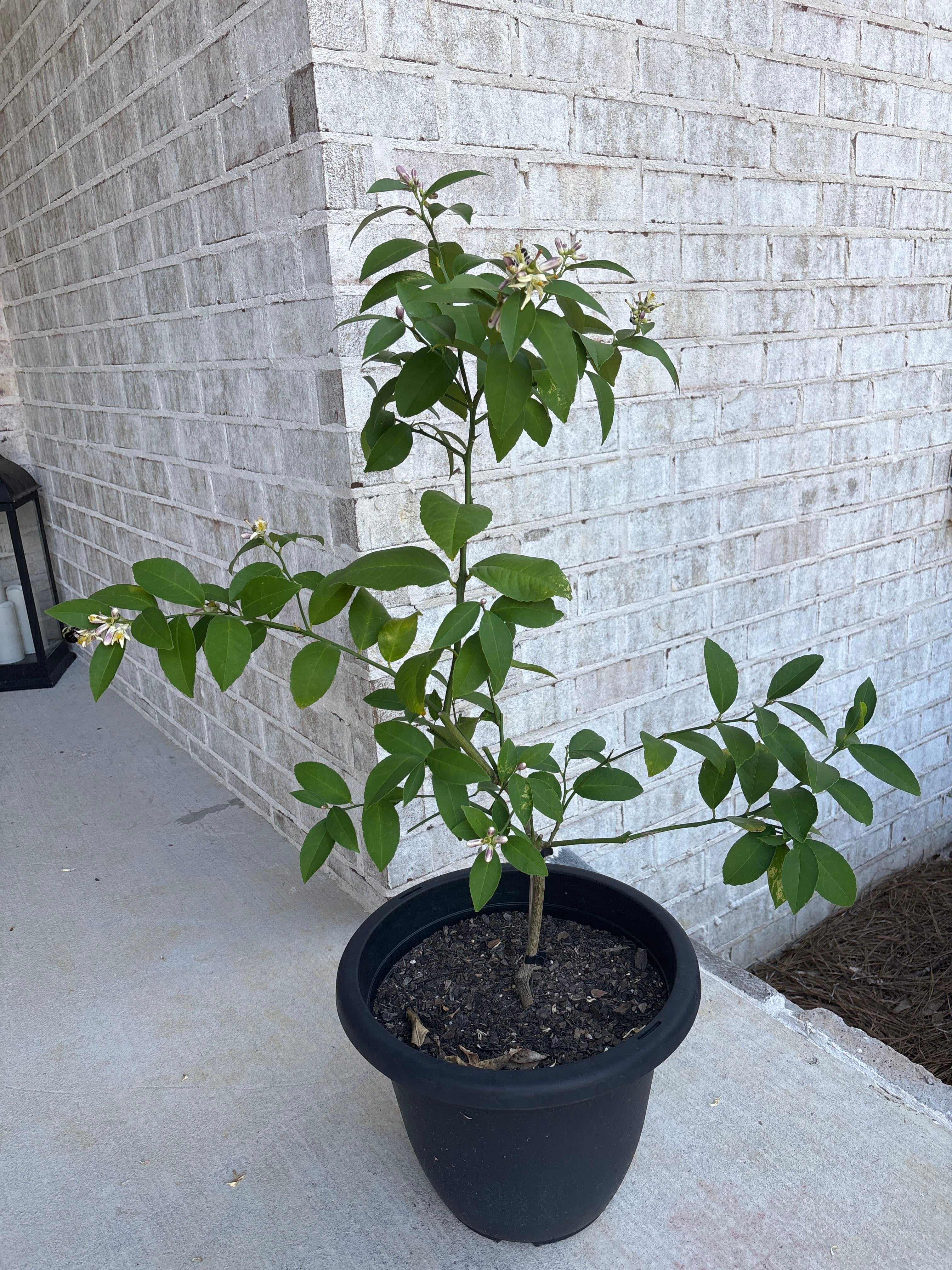Meyer Lemon Tree pruning