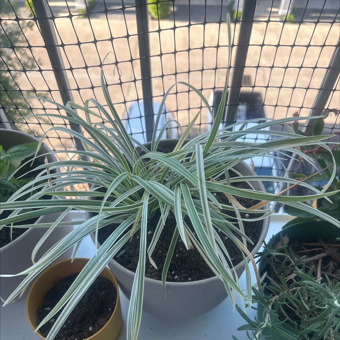 Aztec grass Care 101: Water, Light & Growing Tips