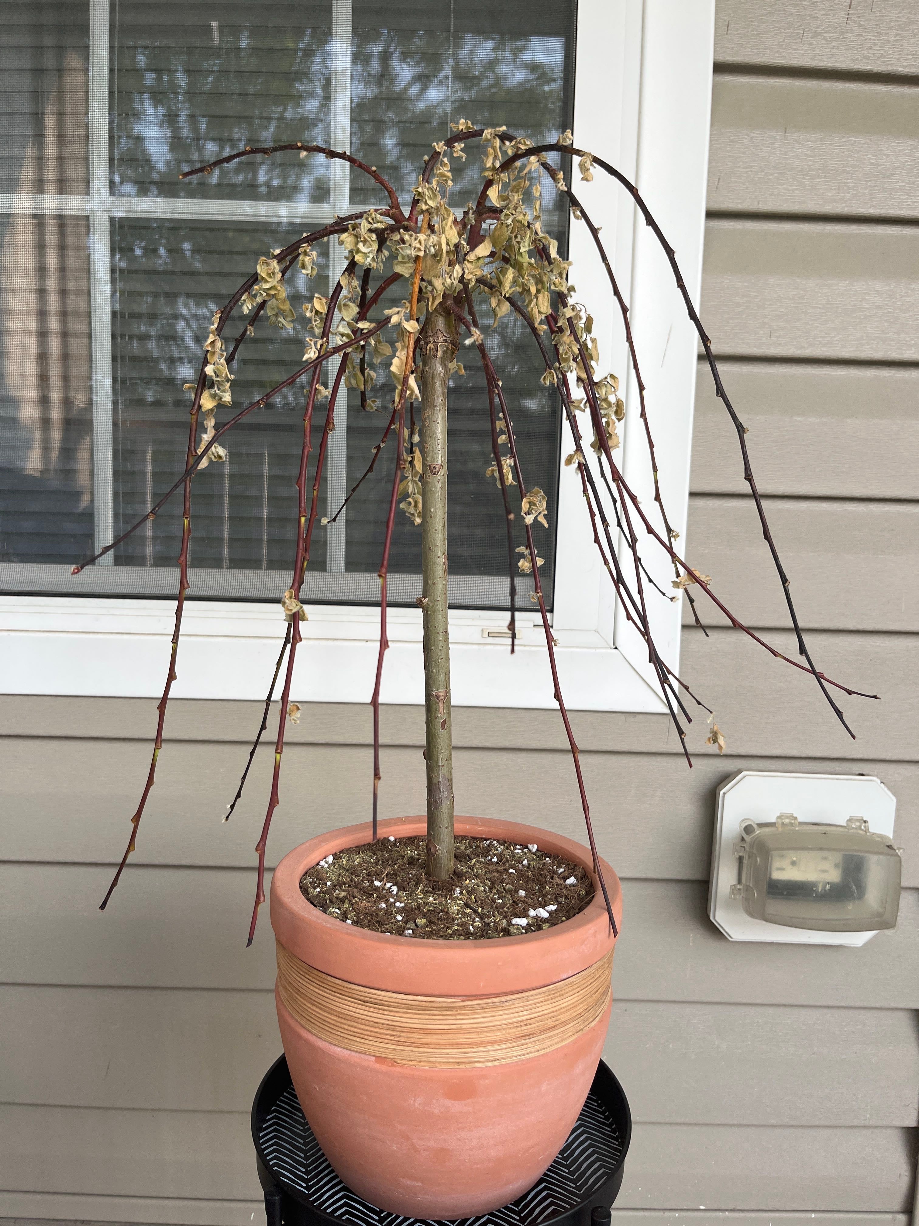 🔍 Ultimate Guide to Solving Dappled Willow Problems