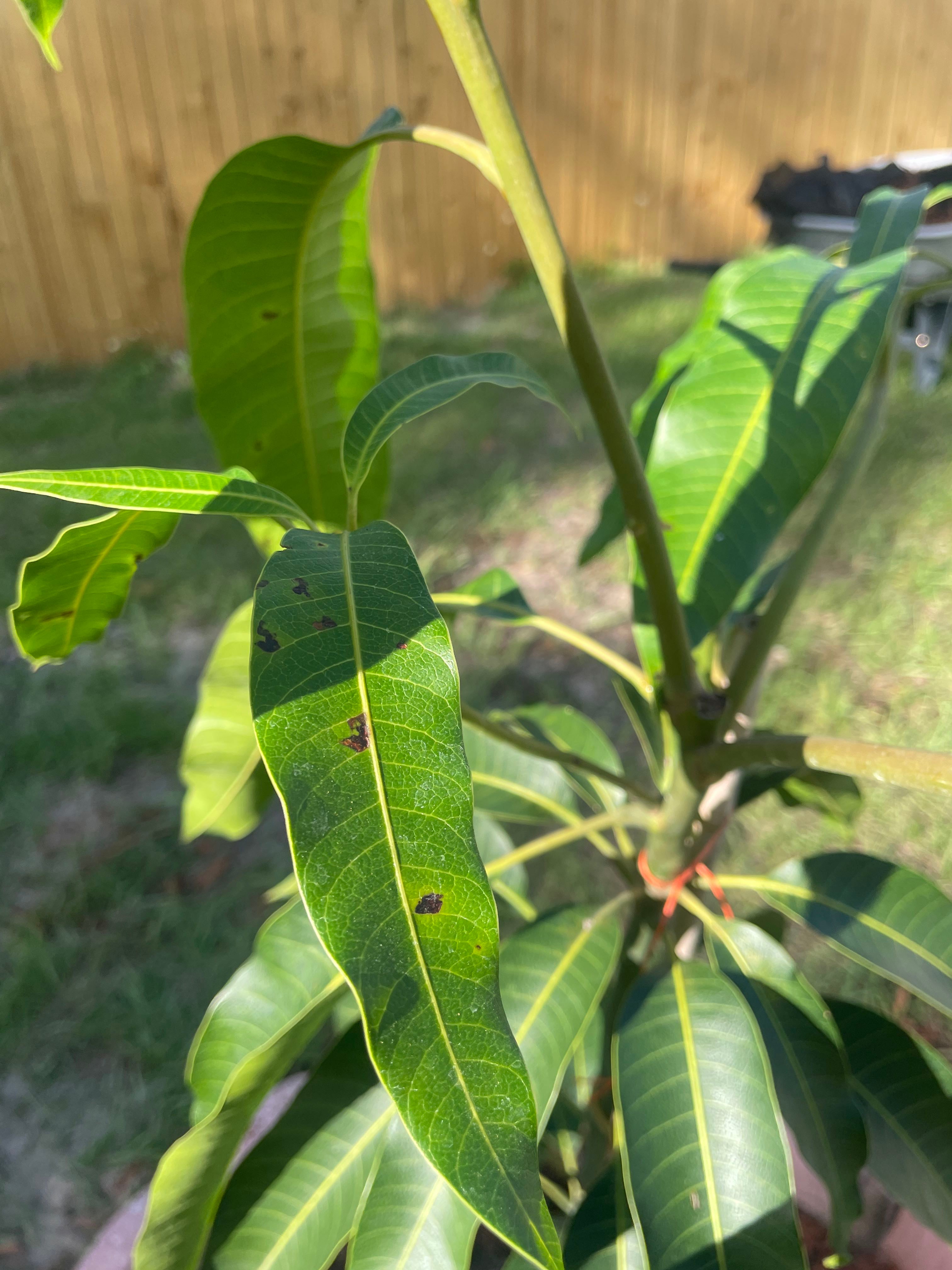 Strange black spots on mango leaves??
