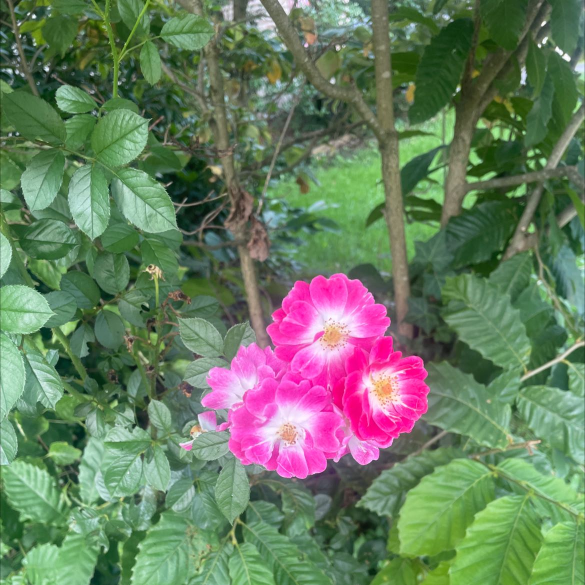 Why Are My Alpine Rose Leaves Curling?