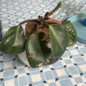 Congo Apple Philodendron: How Much Water & Light Does it Need to Thrive?