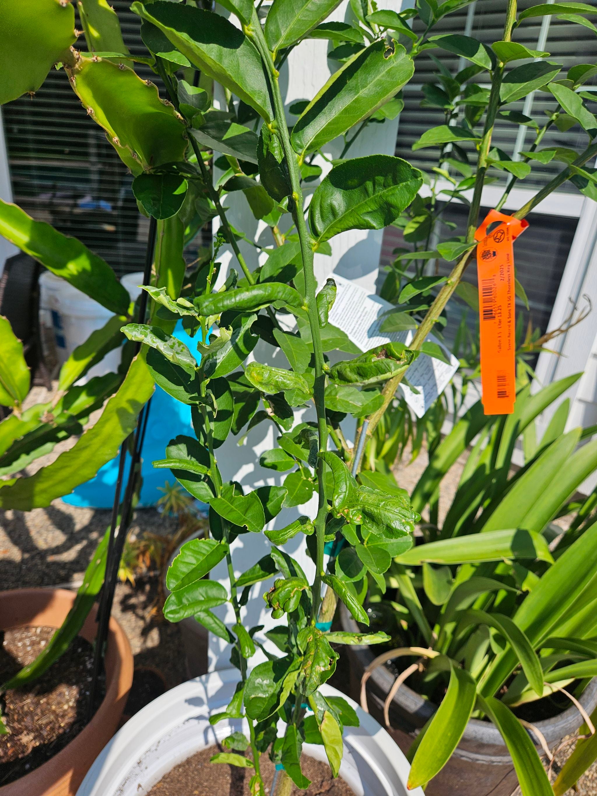 Thornless Key Lime Plant Care: Water, Light, Nutrients | Greg App 🌱