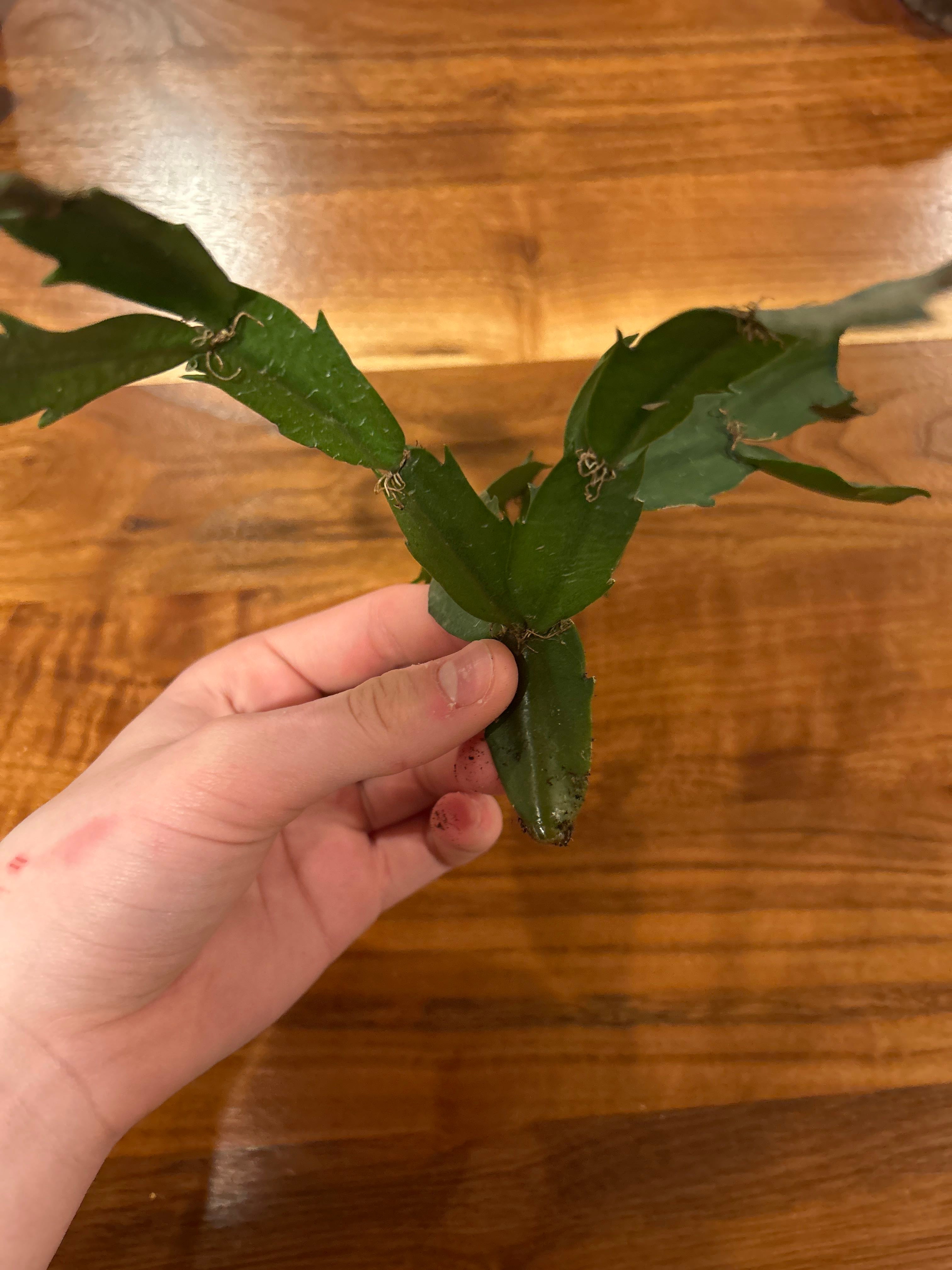 The Complete False Christmas Cactus Plant Care Guide: Water, Light & Beyond