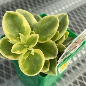 Keep Your Mezoo Trailing Red Alive: Light, Water & Care Instructions