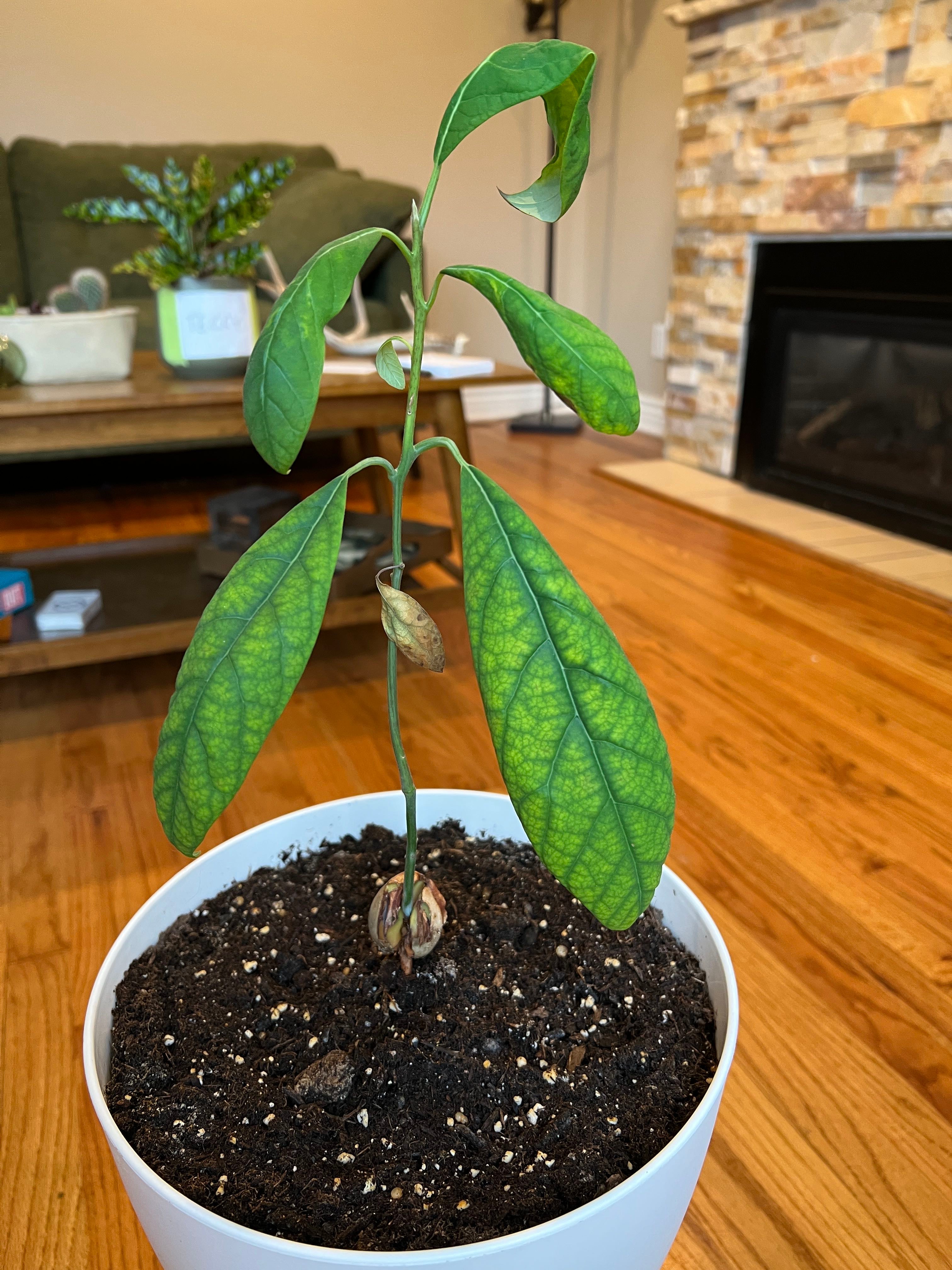 Ultimate Guide to Fixing Flower Problems in Avocado