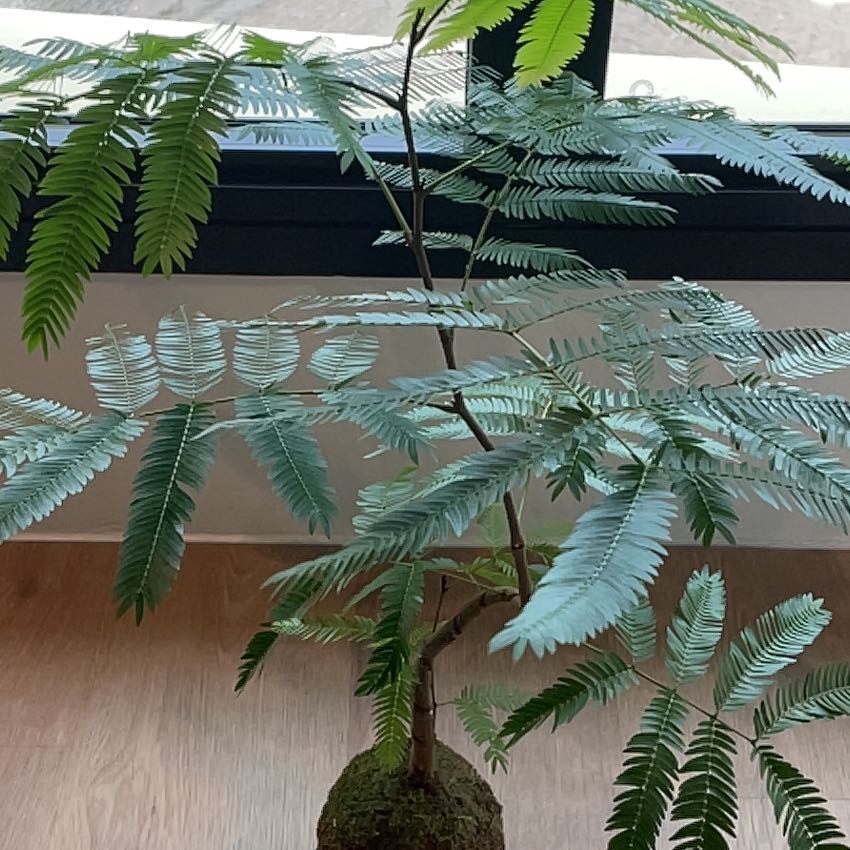 How to Care for Japanese Everfresh Tree: Mastering Water, Sunlight & More