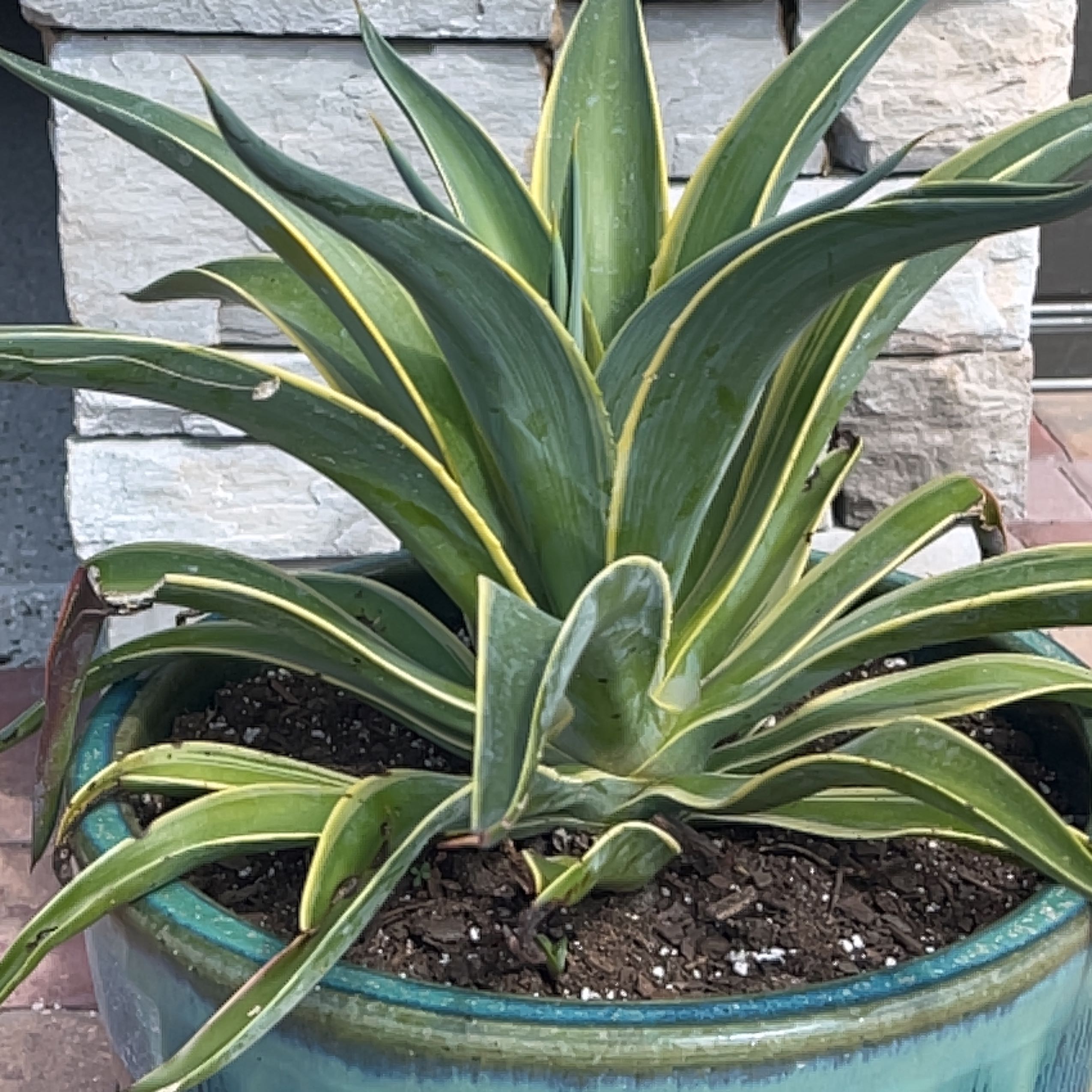 Propagating Century Plant: The Ultimate Guide