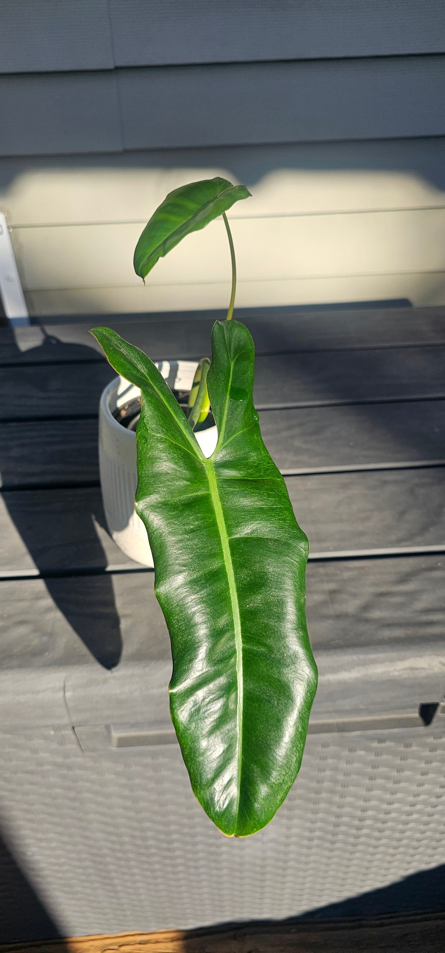Philodendron 'Black Billietae': How Much Water & Light Does it Need to ...
