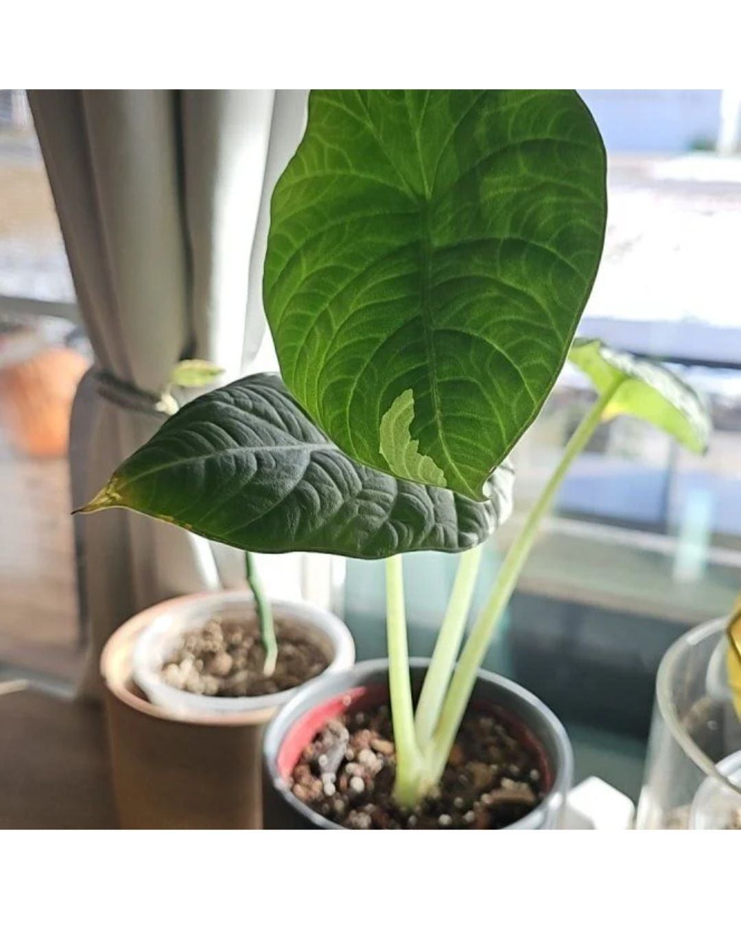 Tatoo Alocasia Plant Care: Water, Light, Nutrients | Greg App 🌱
