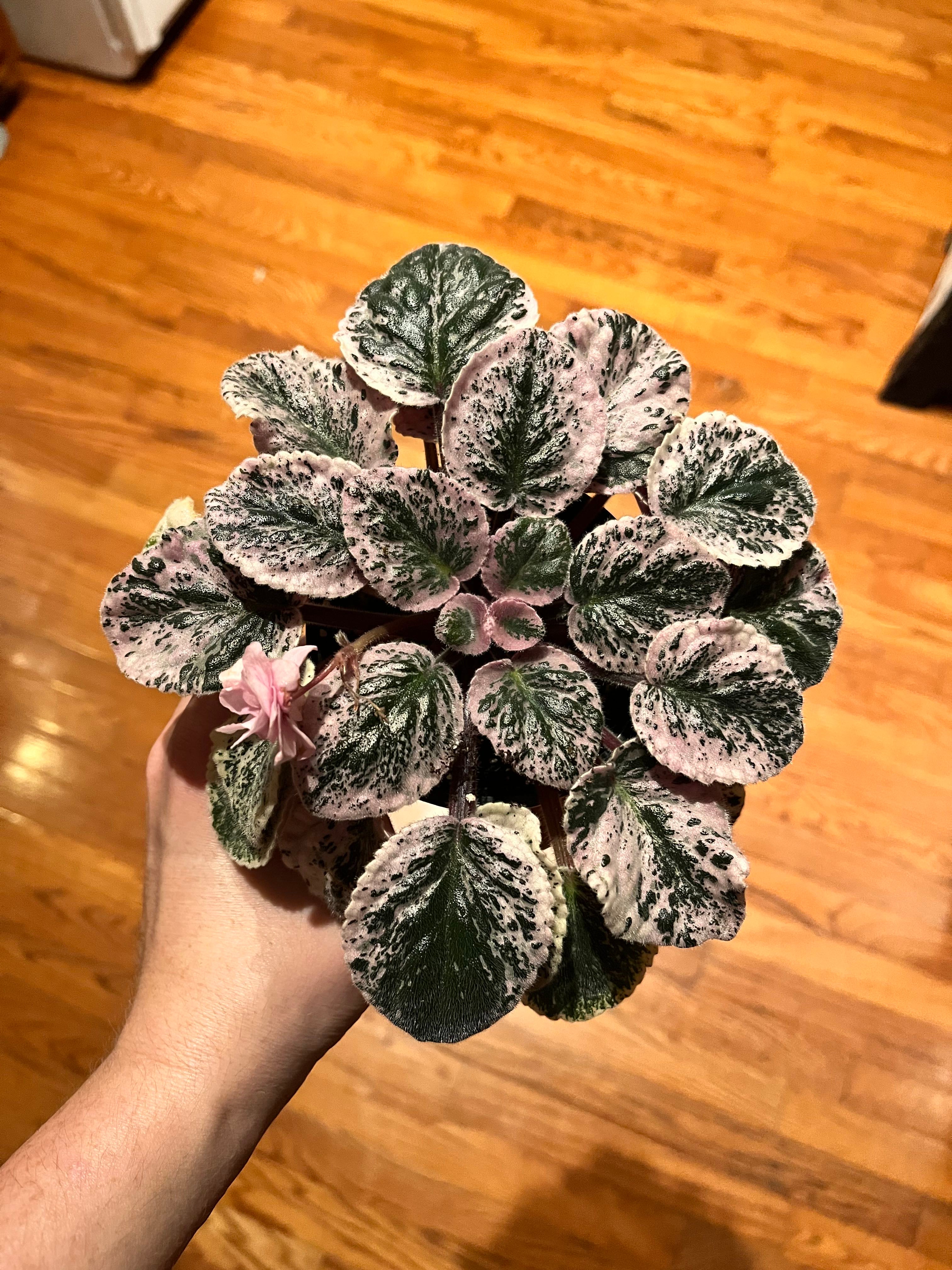 Keep Your African Violet 'Britt' Alive: Light, Water & Care Instructions