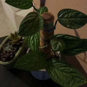 Green Galaxy Monstera Care 101: Water, Light & Growing Tips