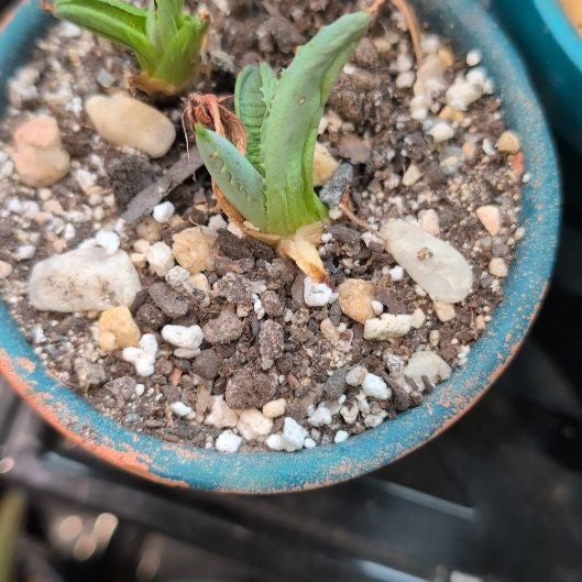 Rancho Tambor Agave Plant Care: Water, Light, Nutrients | Greg App 🌱