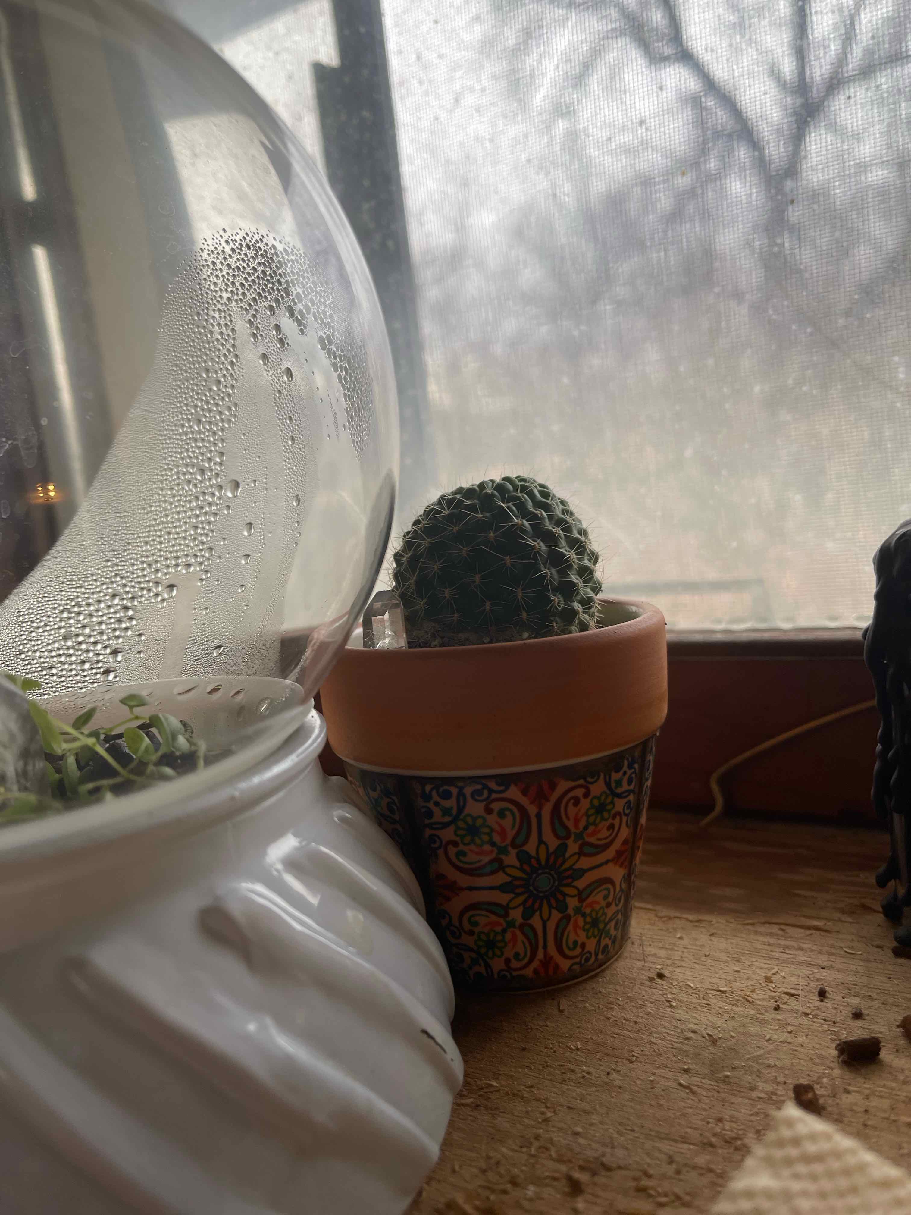 What Temperature Does My Miniature Barrel Cactus Need?