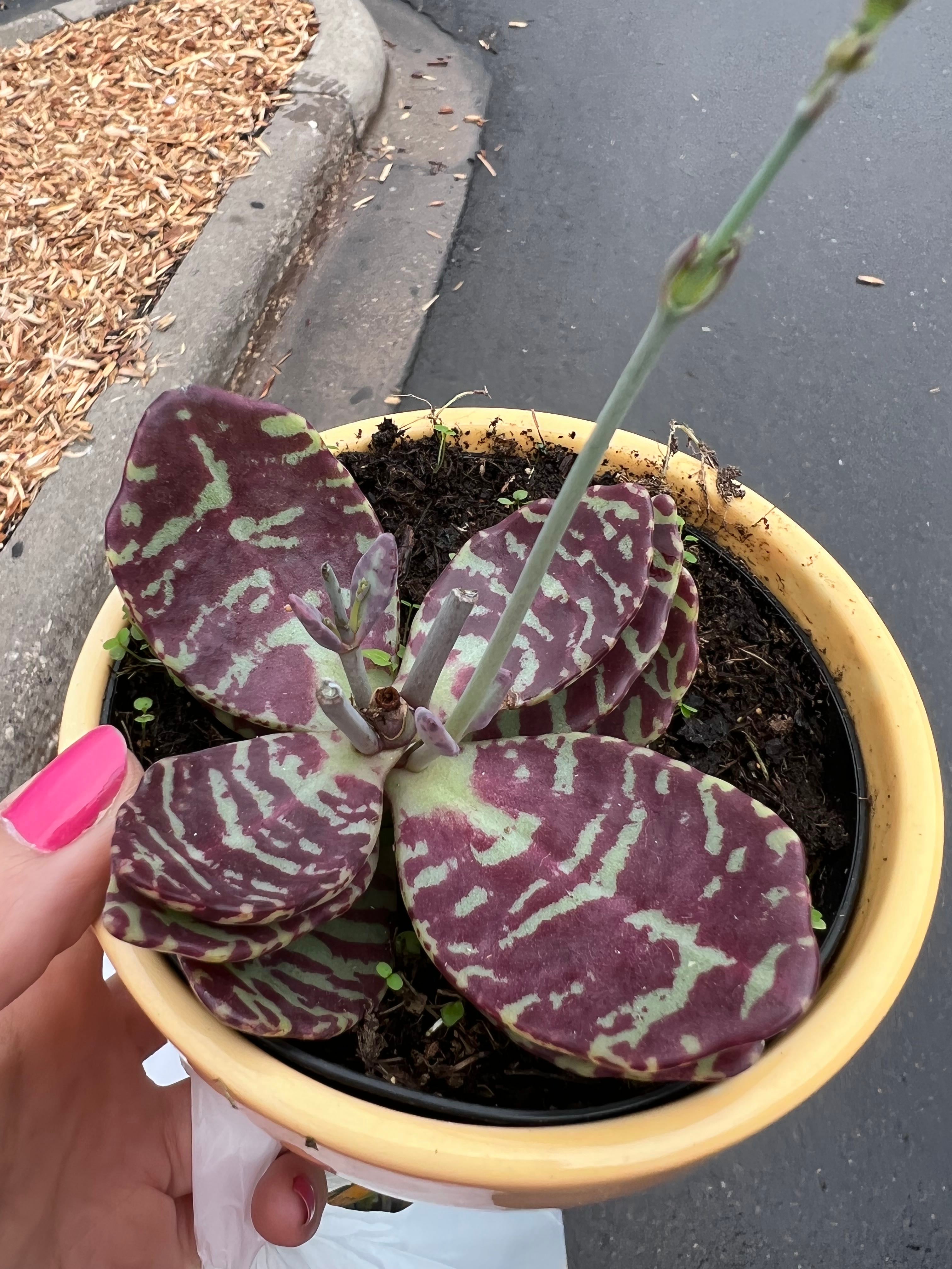 Why Are There Black Spots on My Kalanchoe humilis Leaves?
