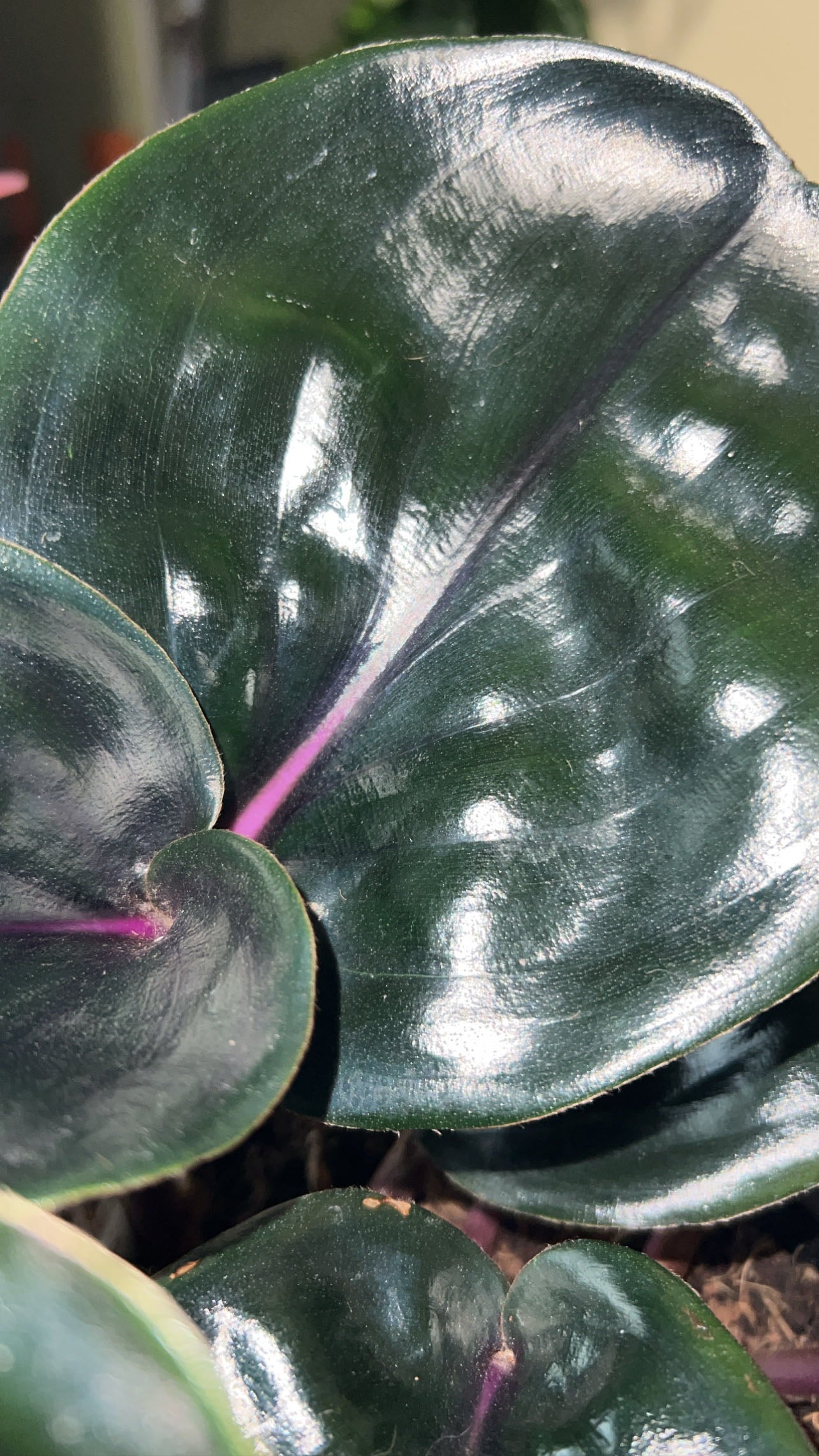 Geogenanthus poeppigii Care 101: Water, Light & Growing Tips