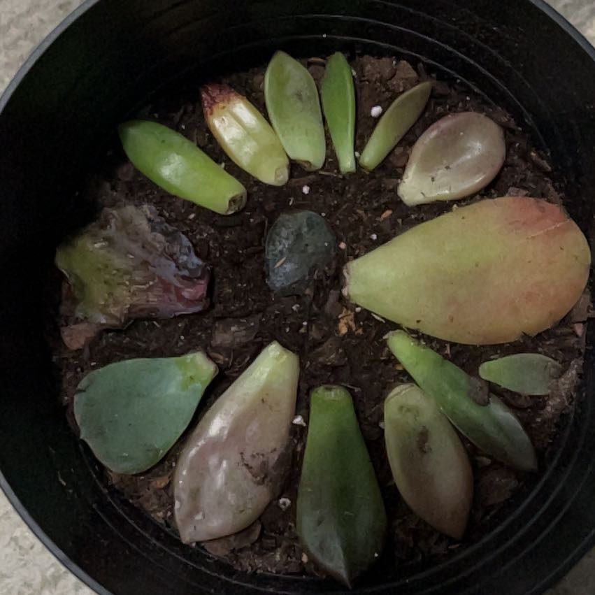 Sucula Plant Care: Water, Light, Nutrients | Greg App 🌱