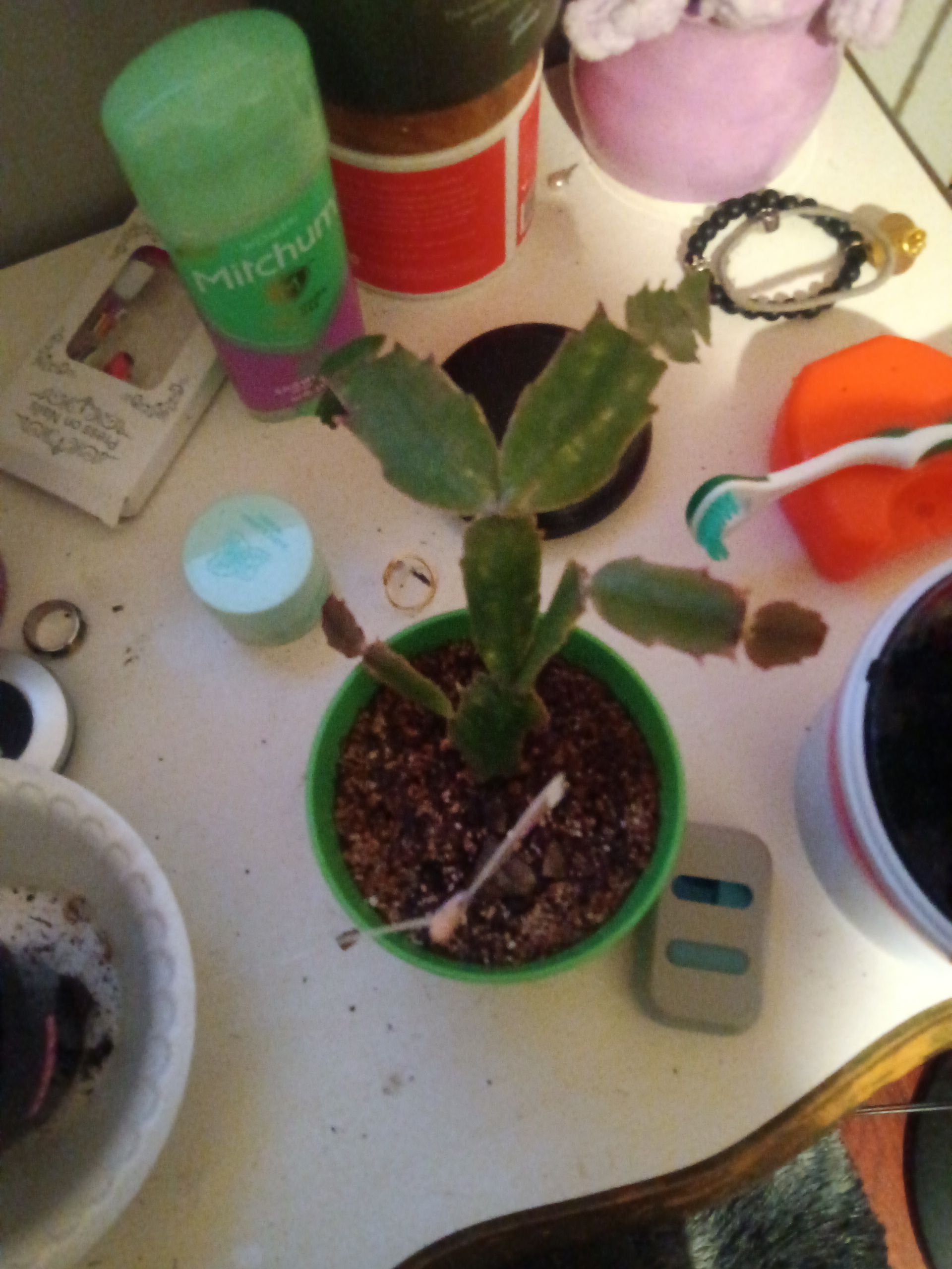 False Christmas Cactus: How Much Water & Light Does it Need to Thrive?