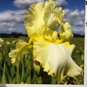 The Complete Iris 'Total Recall' Plant Care Guide: Water, Light & Beyond
