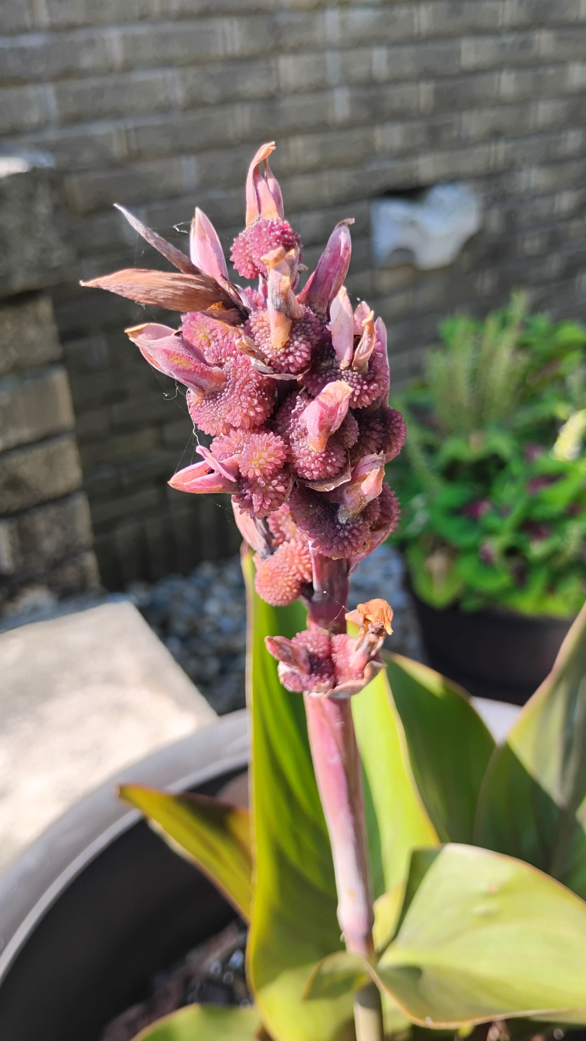 5 Tips for How to Plant Canna 'Pretoria' ⛏️