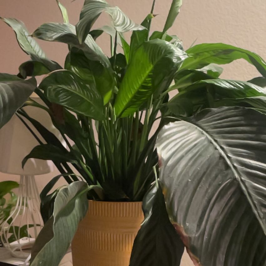 Lily | A plant by @GhibliSprouts on Greg