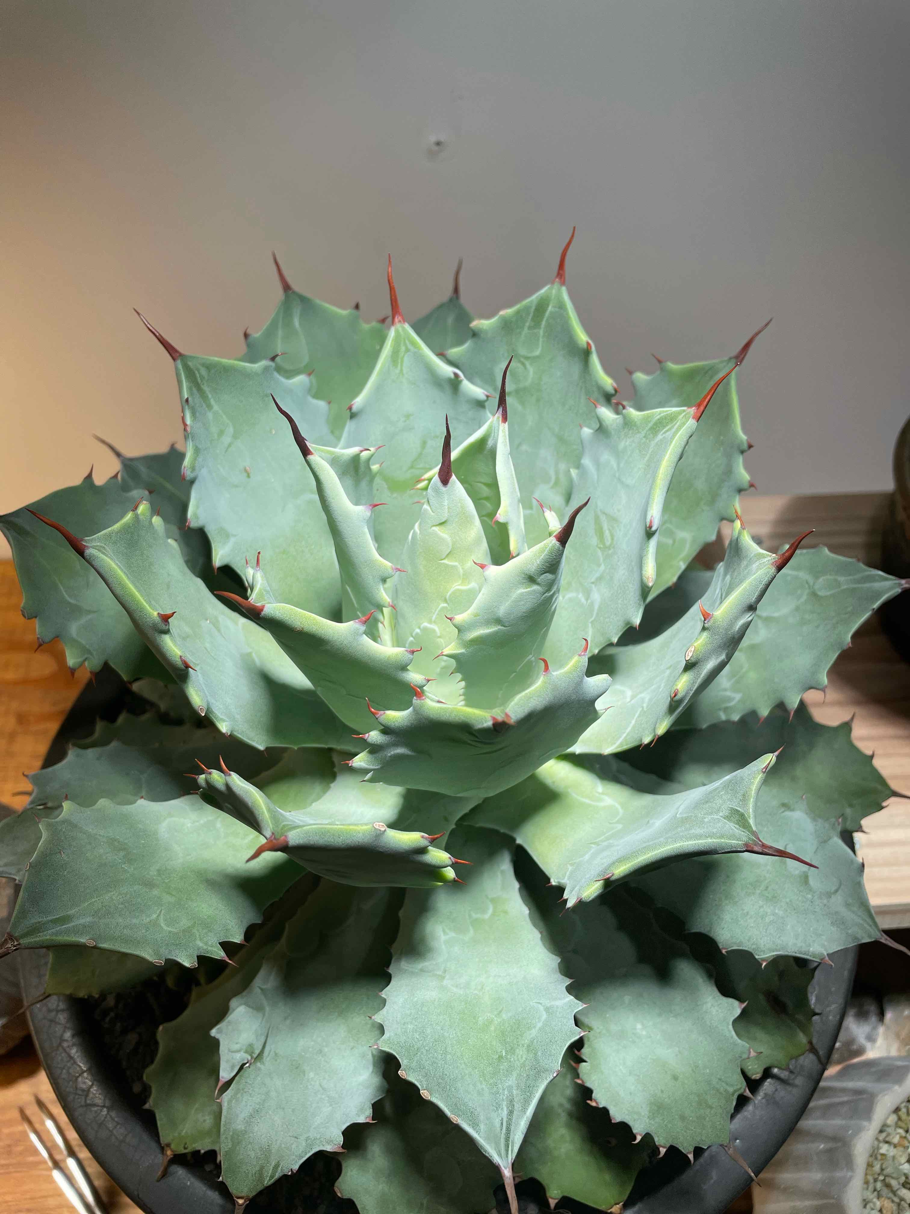 🦋 Propagating Butterfly Agave: Step-by-Step Guide