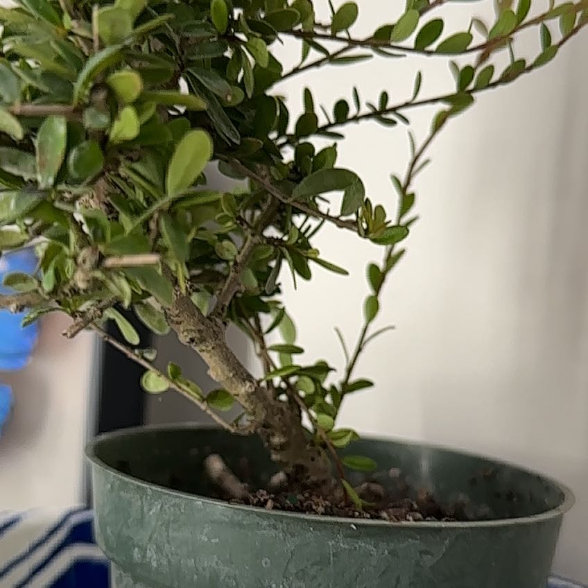 Neea buxifolia Plant Care: Water, Light, Nutrients | Greg App 🌱