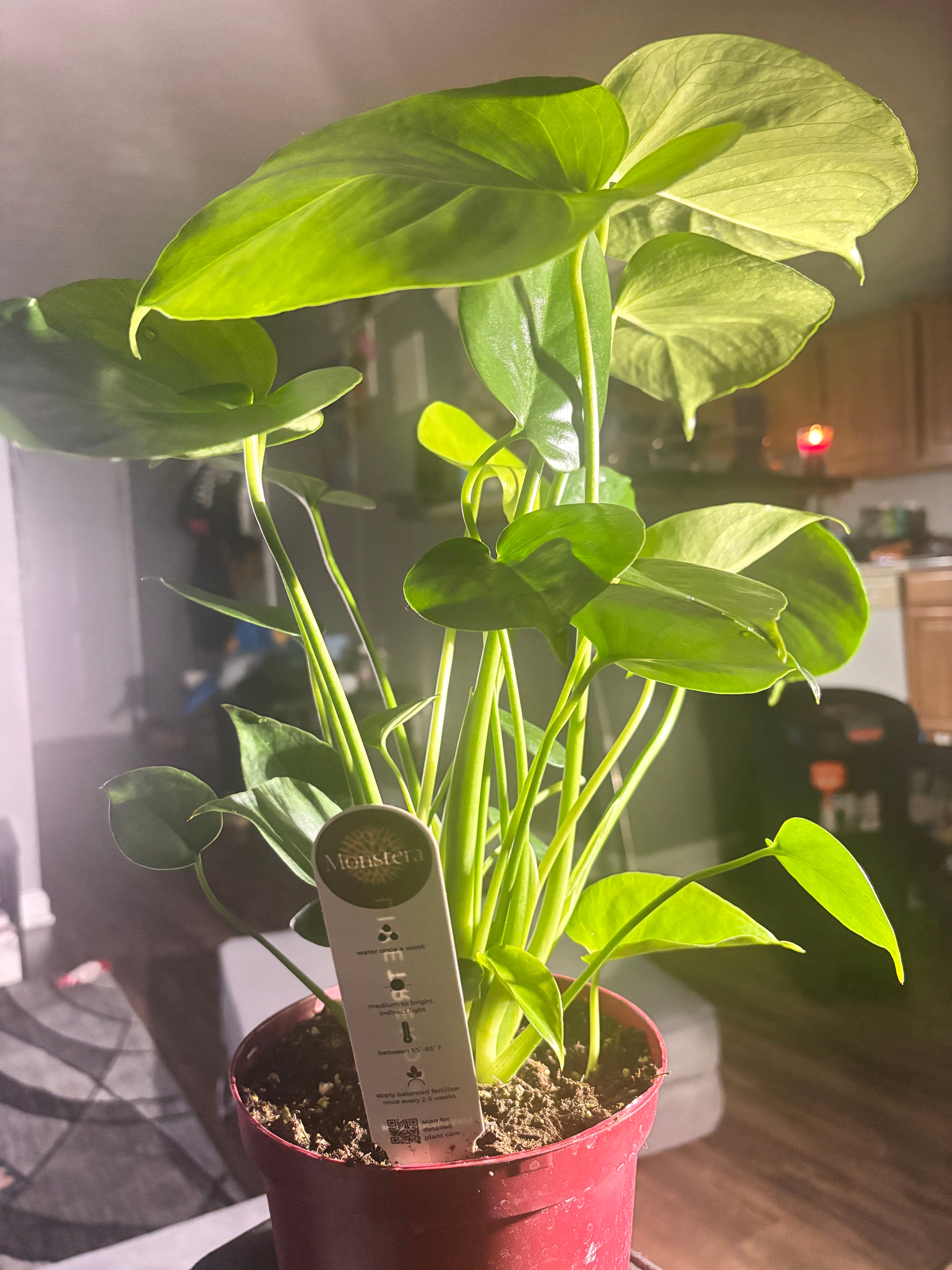 Step-by-Step Guide to Growing Monstera Outdoors