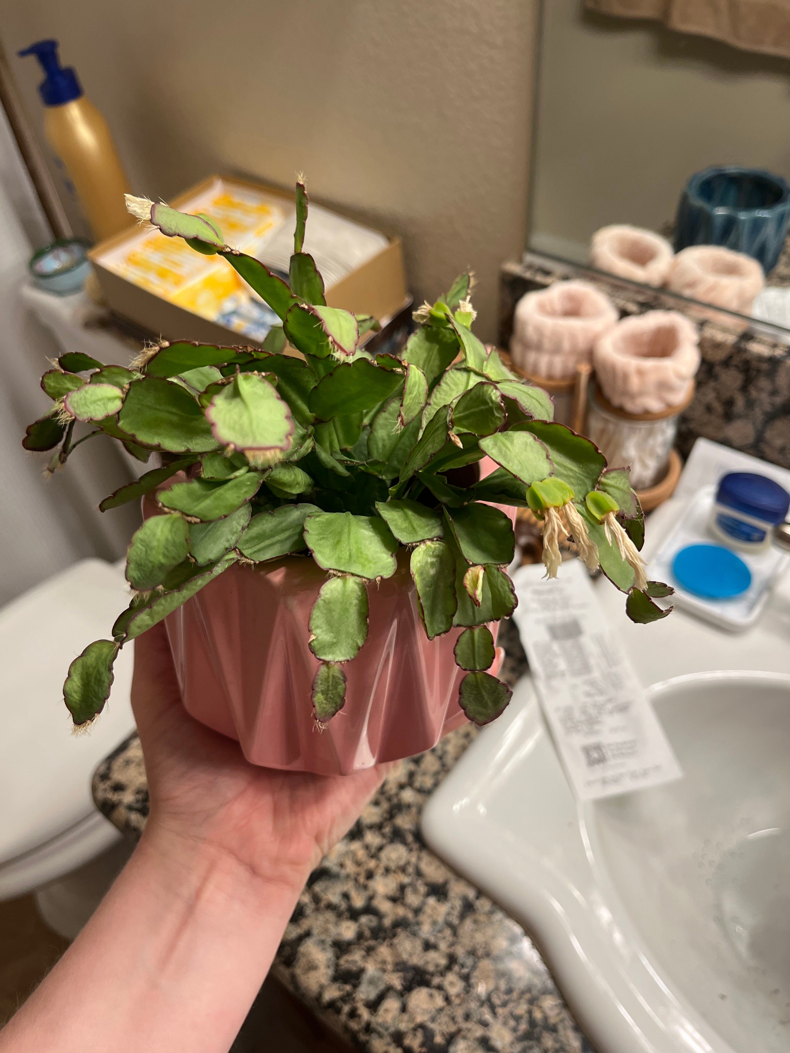 💀 Step-by-Step Guide to Propagating Dancing Bones Cactus