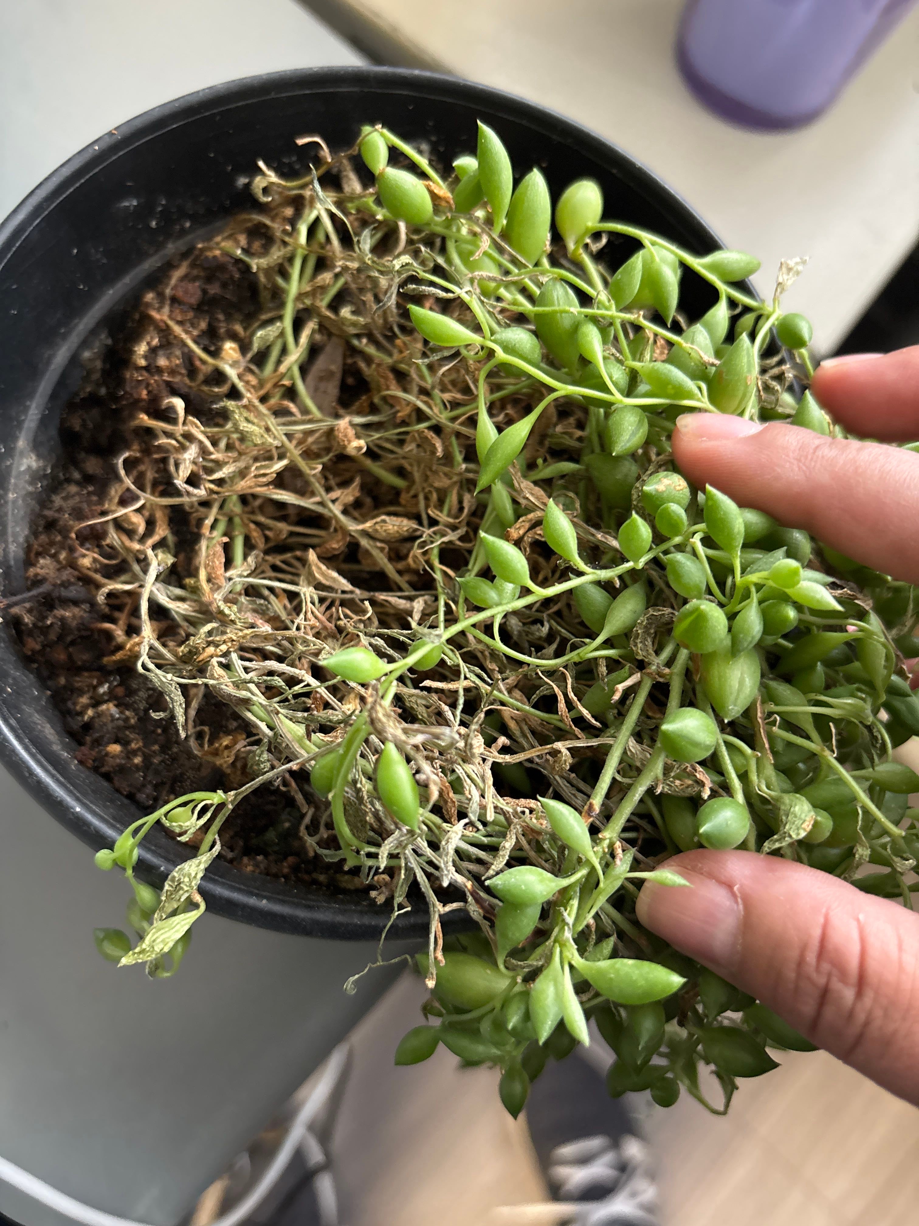 String of Tears Care 101: Water, Light & Growing Tips