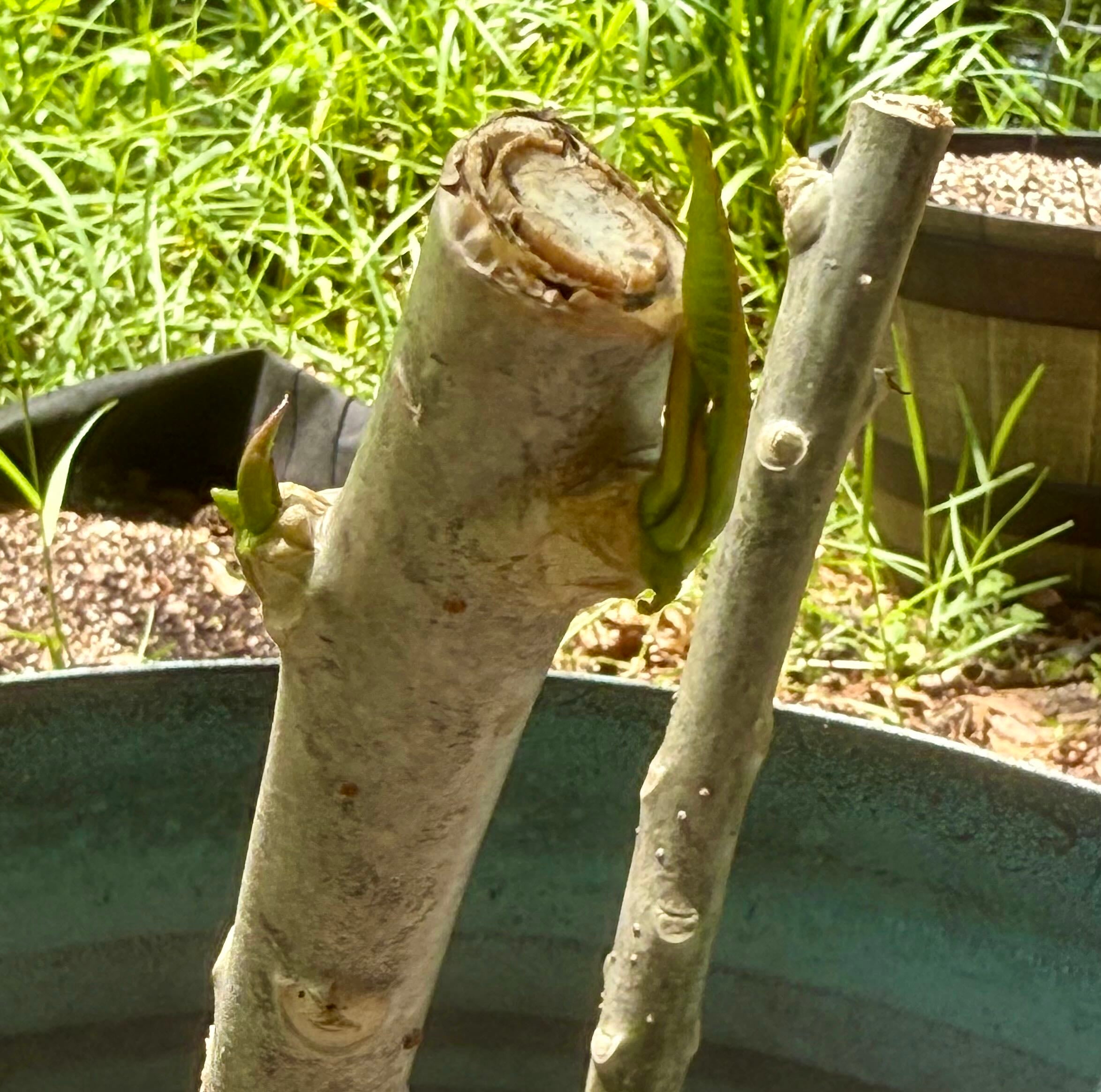️ When and Where to Prune Your Frangipani