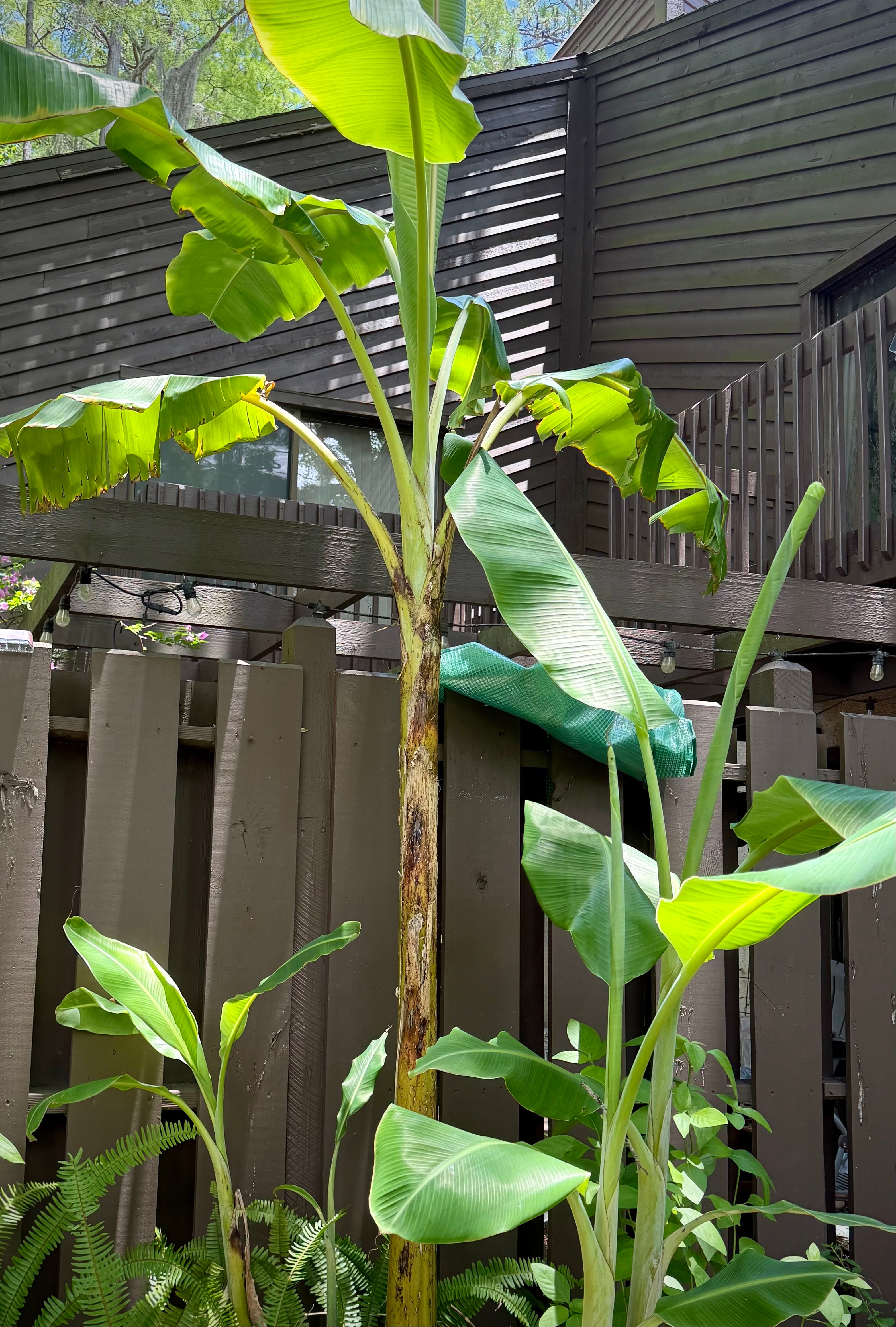 🍌 Step-by-Step Guide to Choosing Blood Banana Varieties