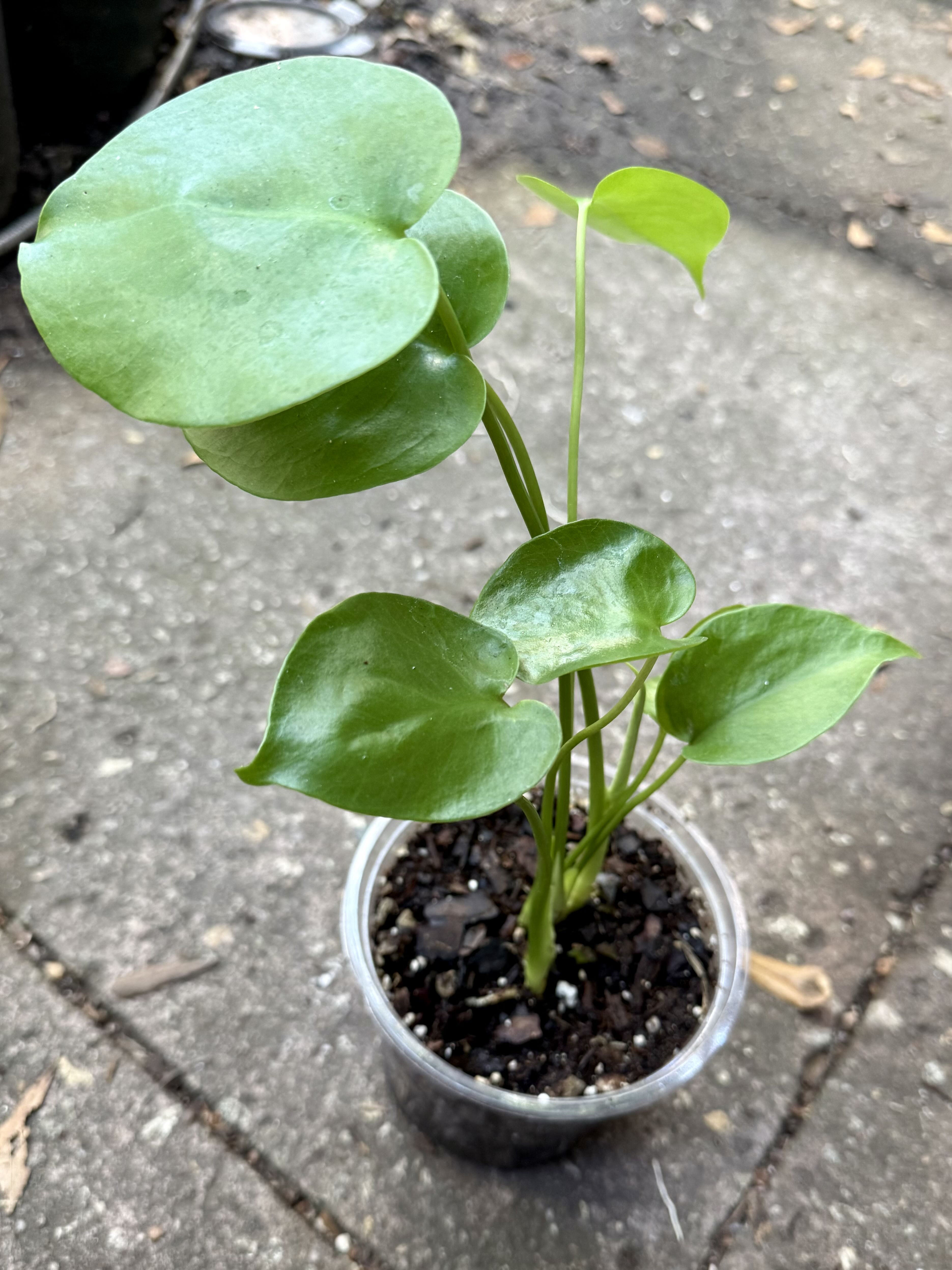 Do you recognize this plant?