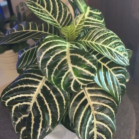 Zeb | A plant by @NewOrchid57 on Greg