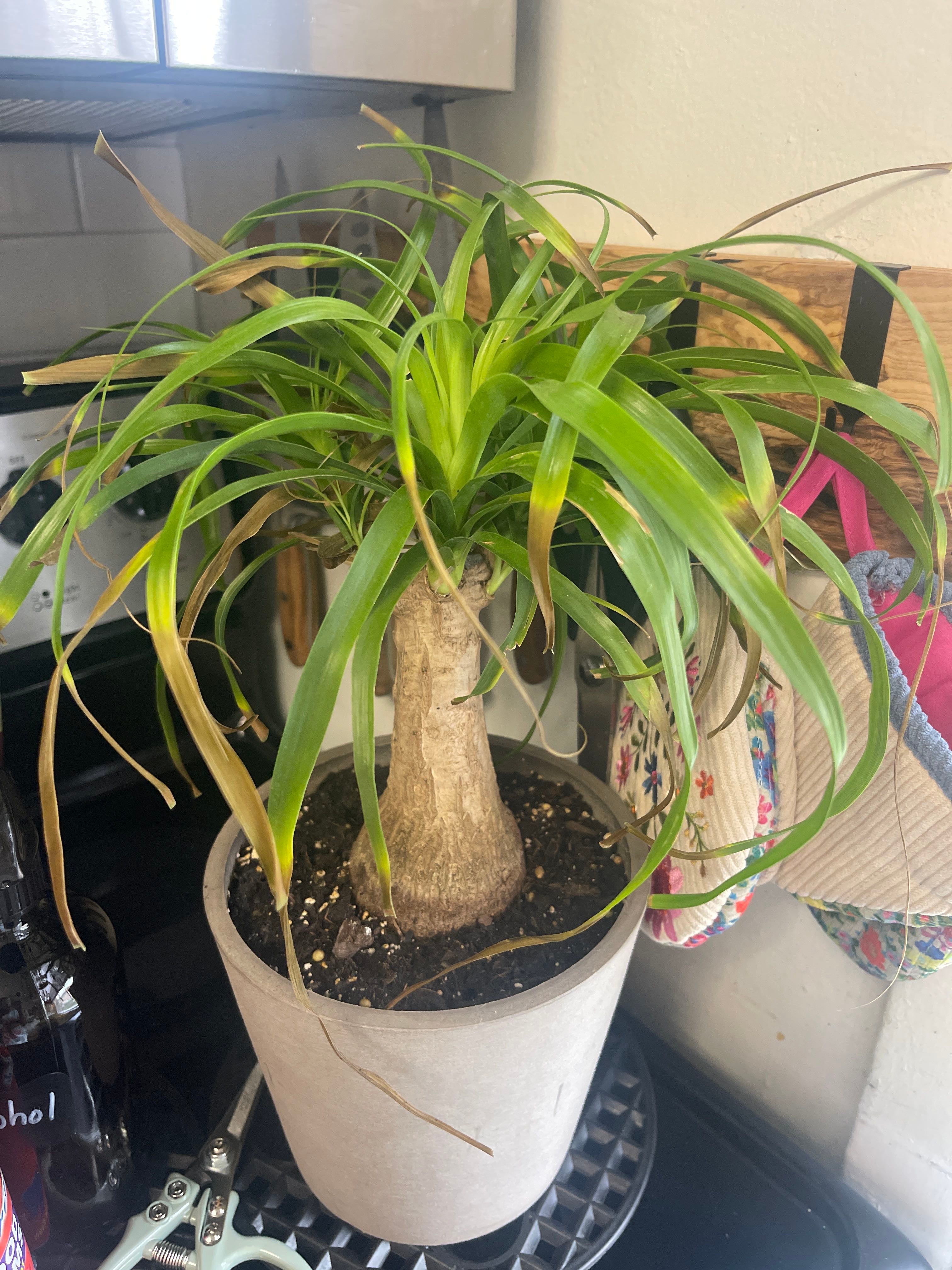 Common Ponytail Palm Problems