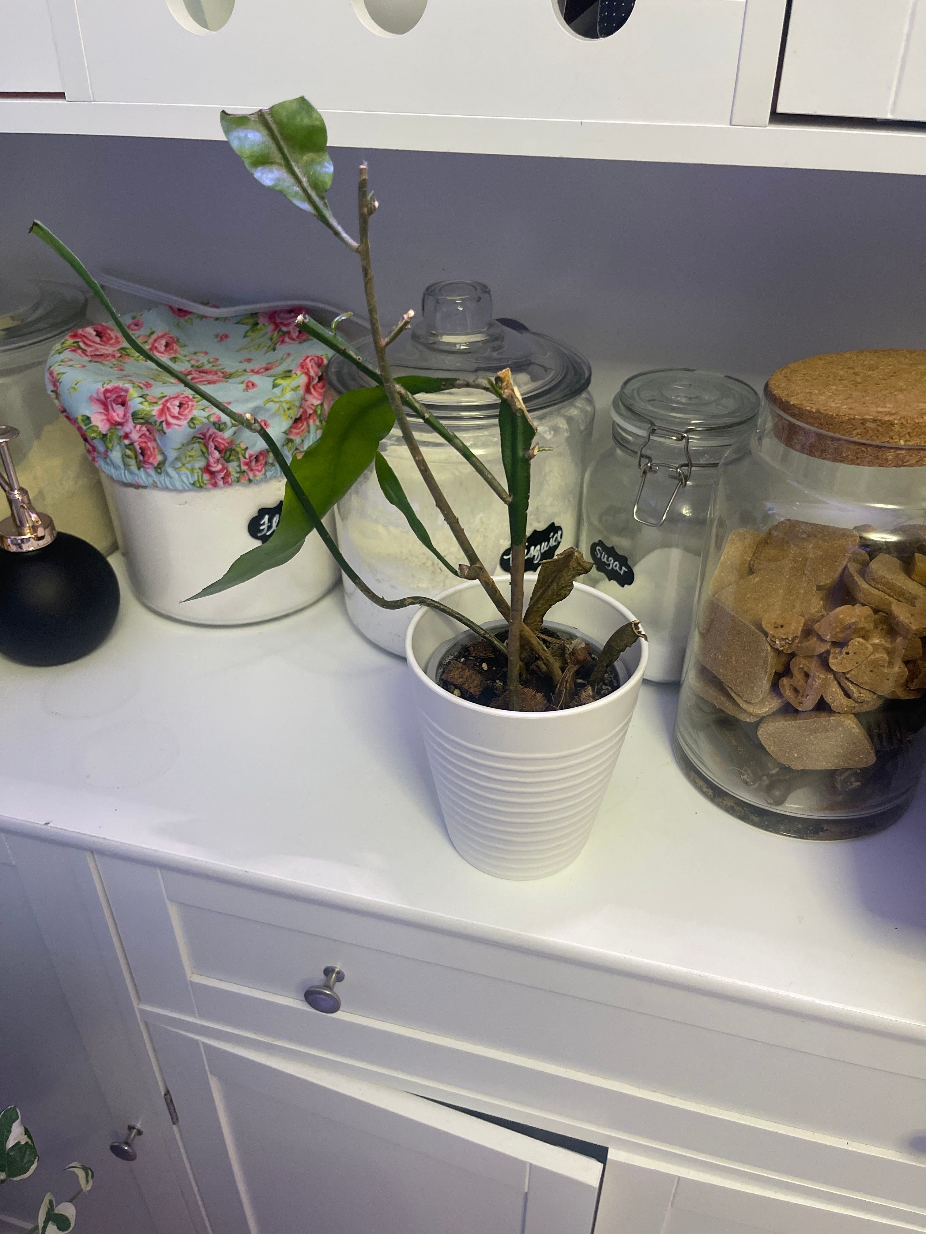 Epiphyllum 'Lotto' Plant Care: Water, Light, Nutrients | Greg App 🌱