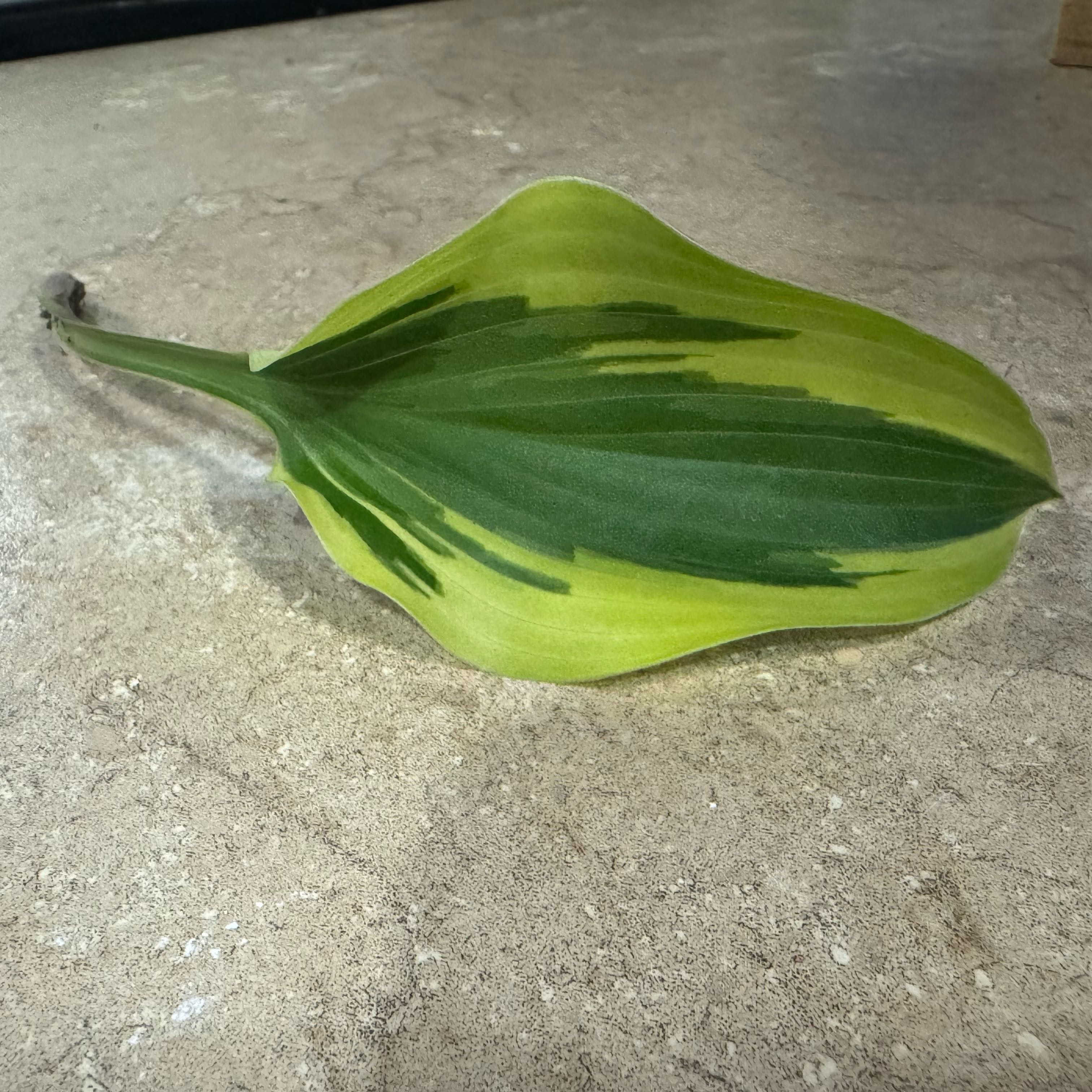 The Complete Hosta 'Wolverine' Plant Care Guide: Water, Light & Beyond