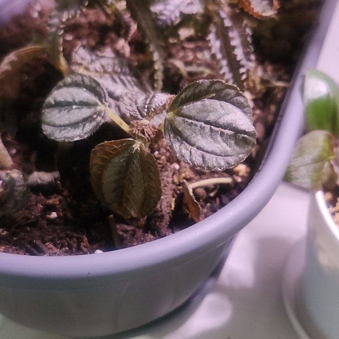 How to Care for Pilea: Mastering Water, Sunlight & More