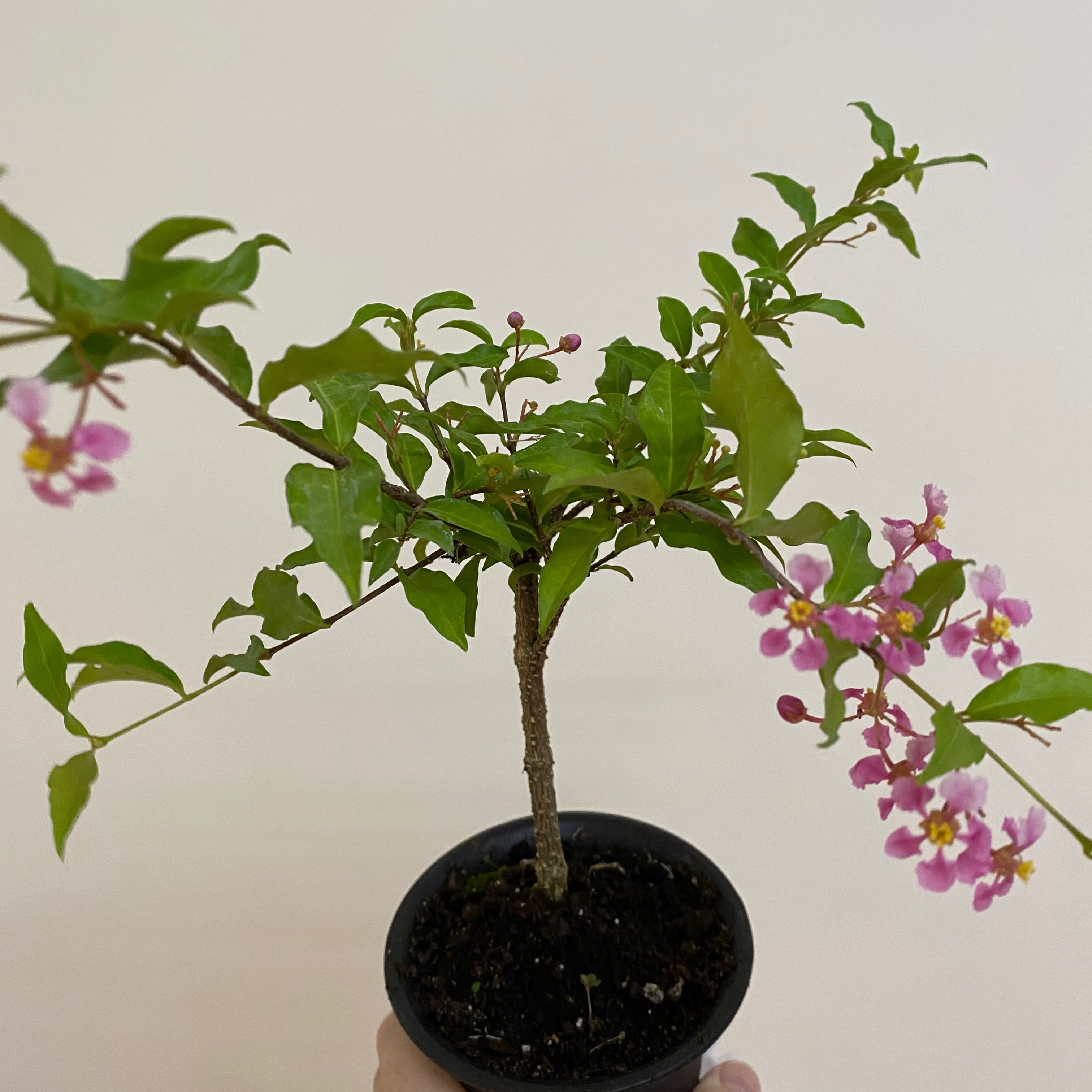 How to Propagate Your Barbados Cherry