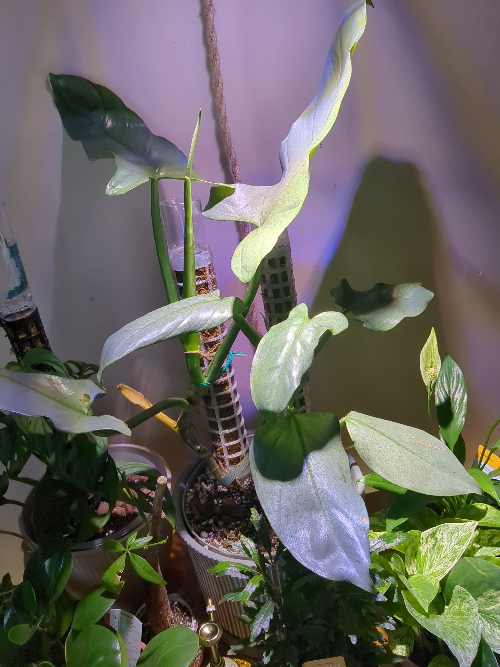 5 Key Aspects of Philodendron 'Green Fat Boy' Size 😄
