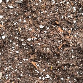 Beetroot 'Detroit 2 Crimson Globe' Plant Care: Water, Light, Nutrients ...