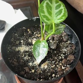 How to Care for Selby's Silver Anthurium: Mastering Water, Sunlight & More