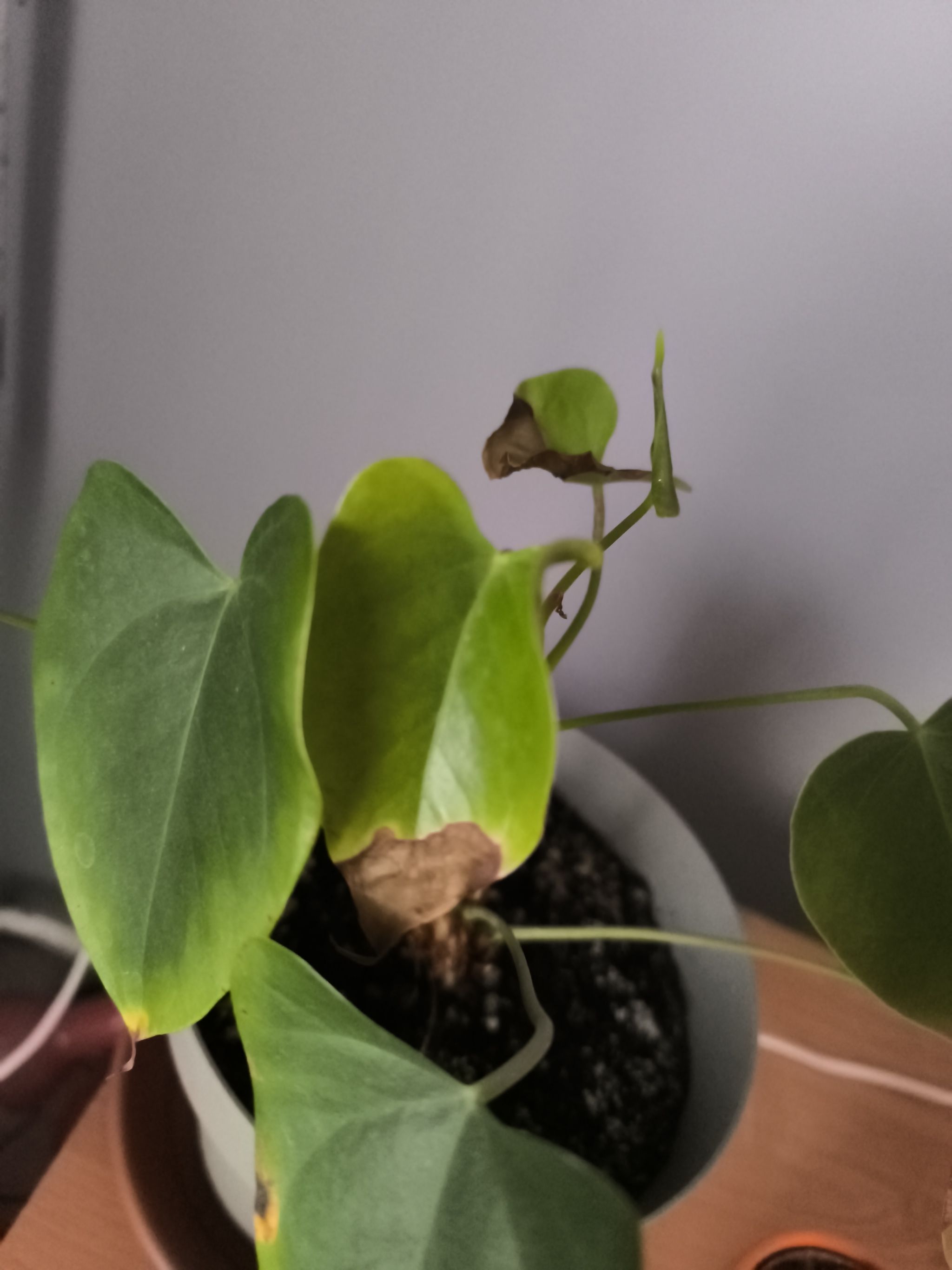 Angel Wing Plant Care: Water, Light, Nutrients | Greg App 🌱